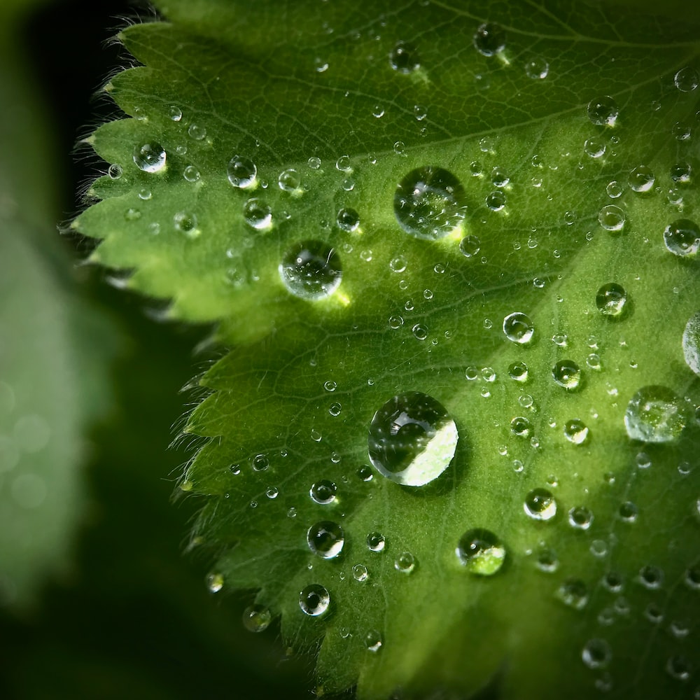 Dewdrop Wallpapers - Wallpaper Cave