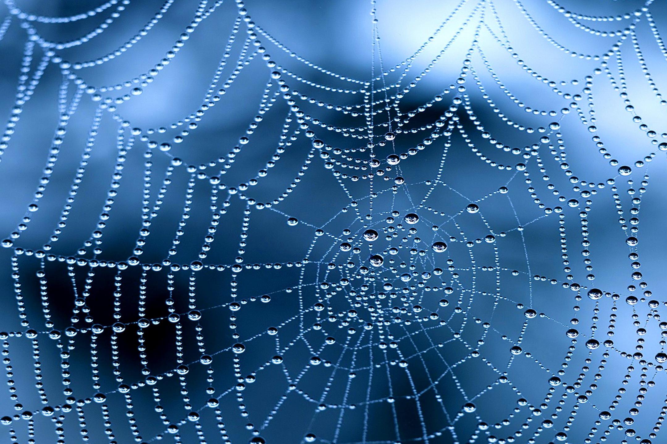 Dewdrop Wallpapers - Wallpaper Cave