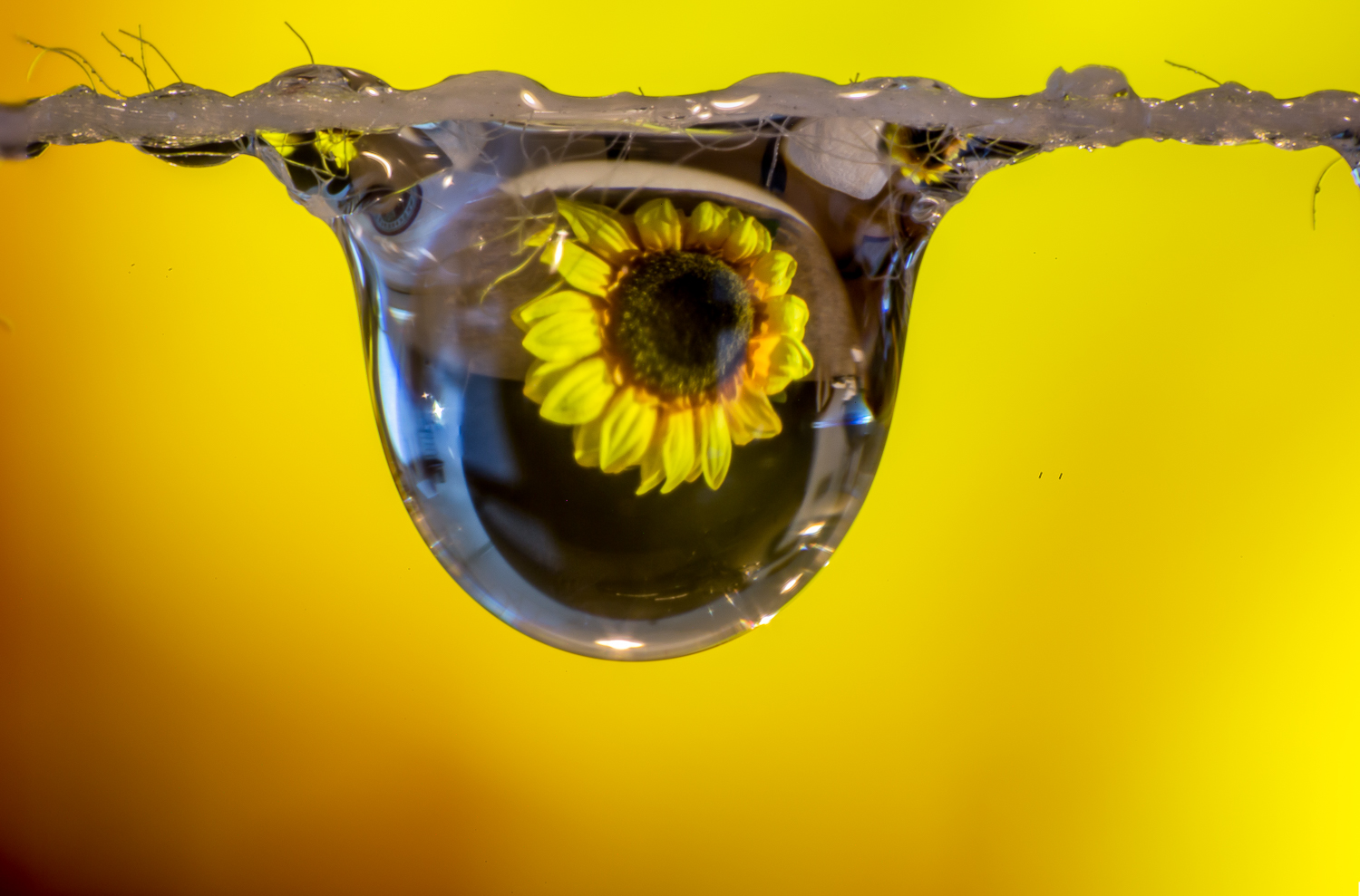 Dewdrop Wallpapers - Wallpaper Cave