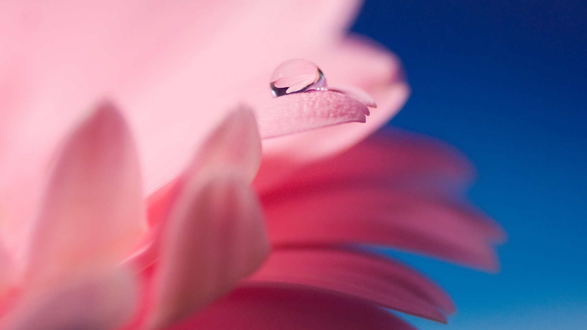 Dewdrop Wallpapers - Wallpaper Cave