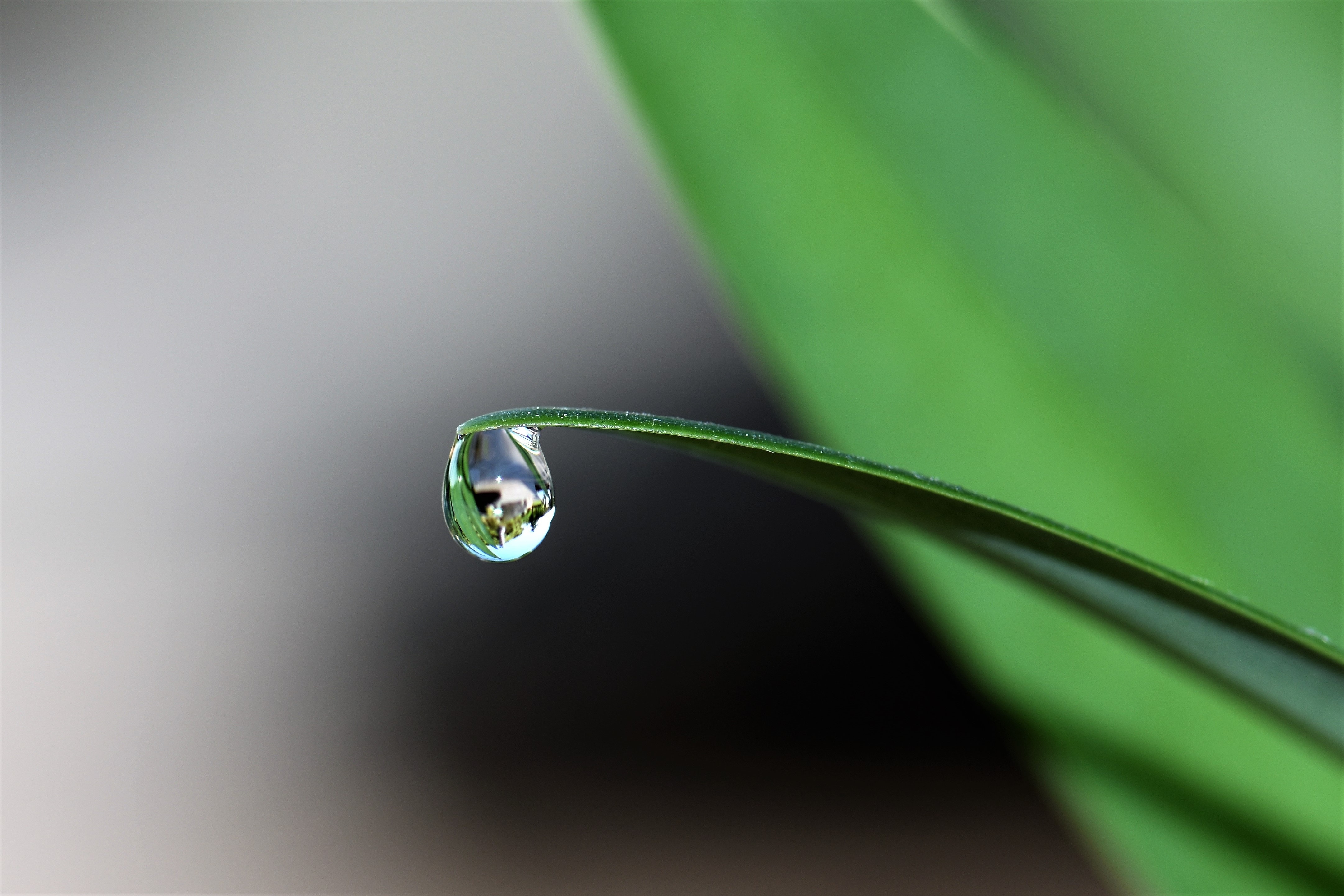 Dewdrop Wallpapers - Wallpaper Cave