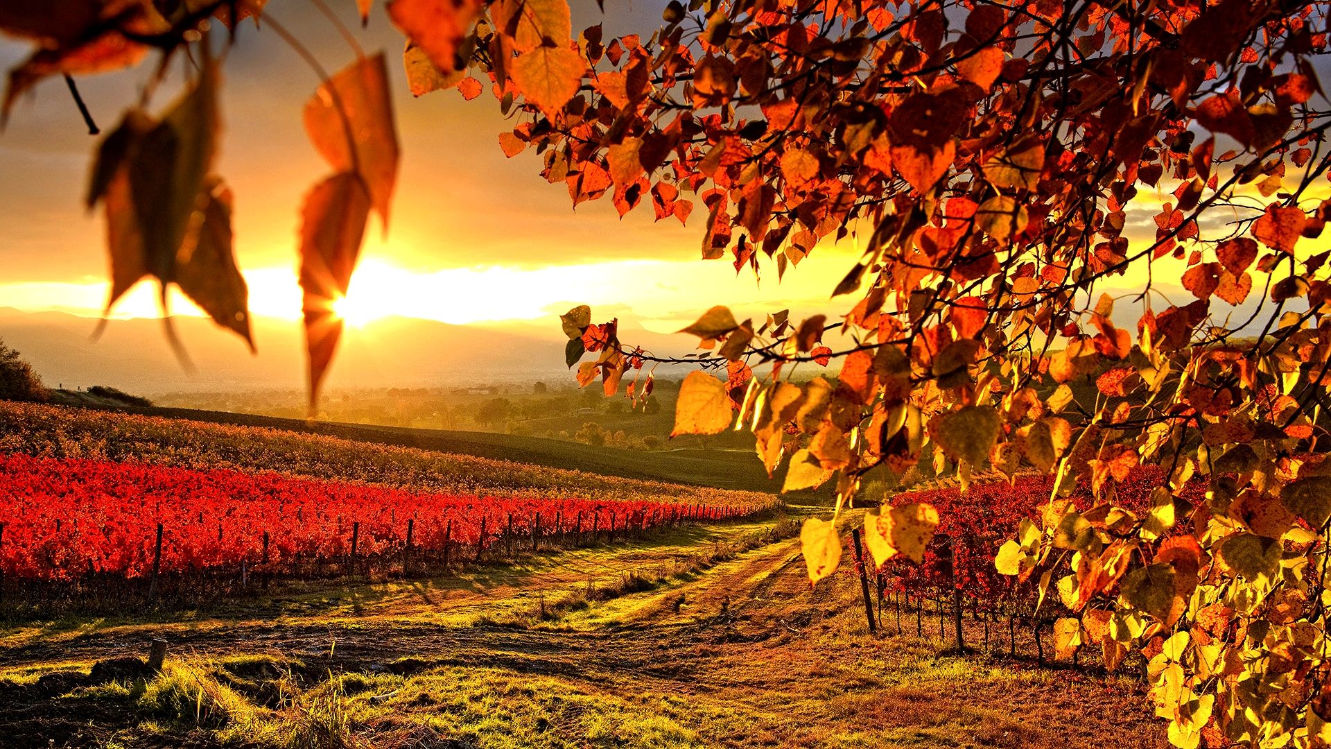 Beautiful Autumn Field Desktop Wallpapers - Wallpaper Cave