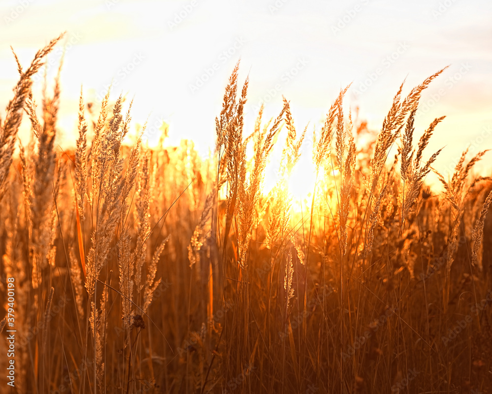 Beautiful Autumn Field Desktop Wallpapers - Wallpaper Cave