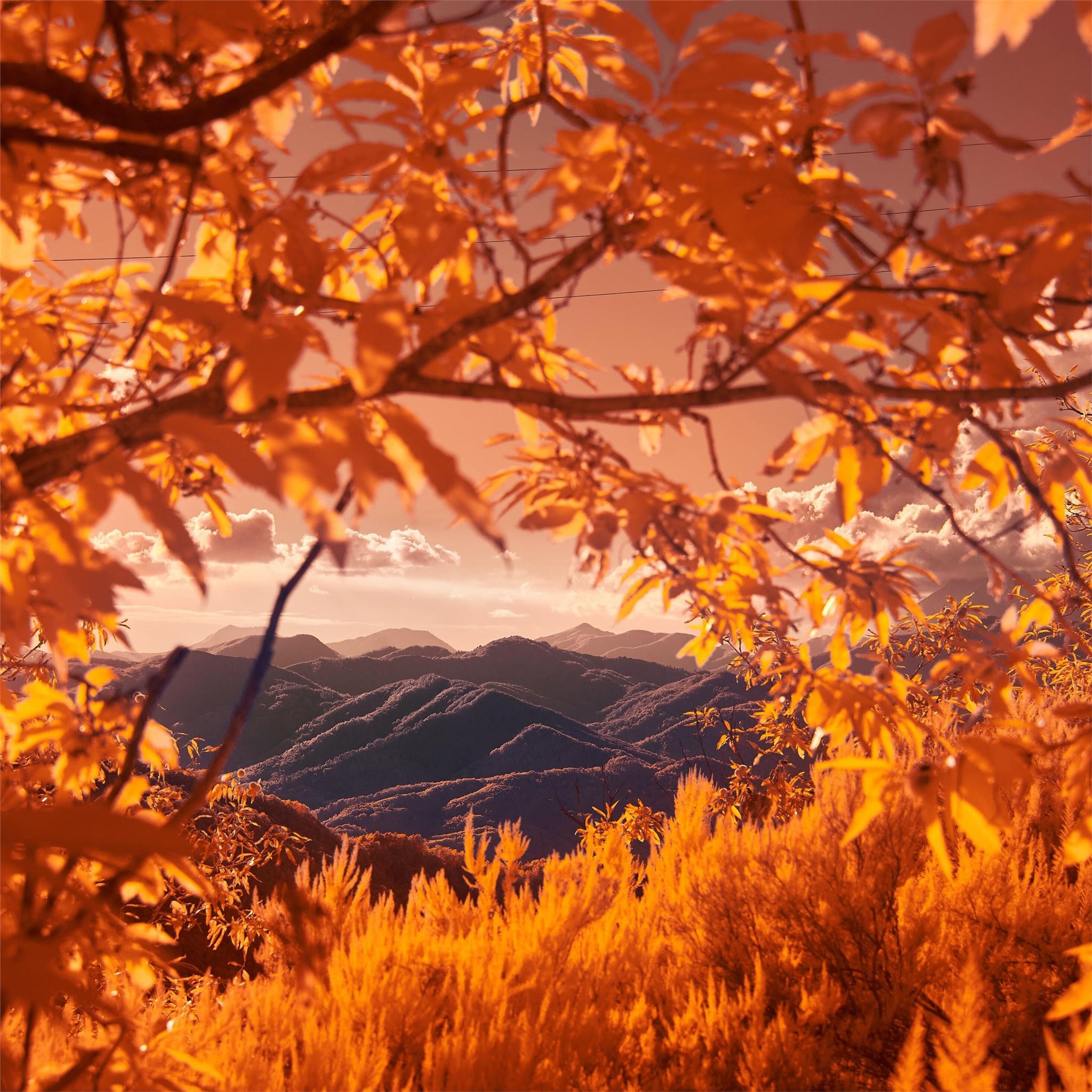 Autumnal iPad Wallpapers - Wallpaper Cave