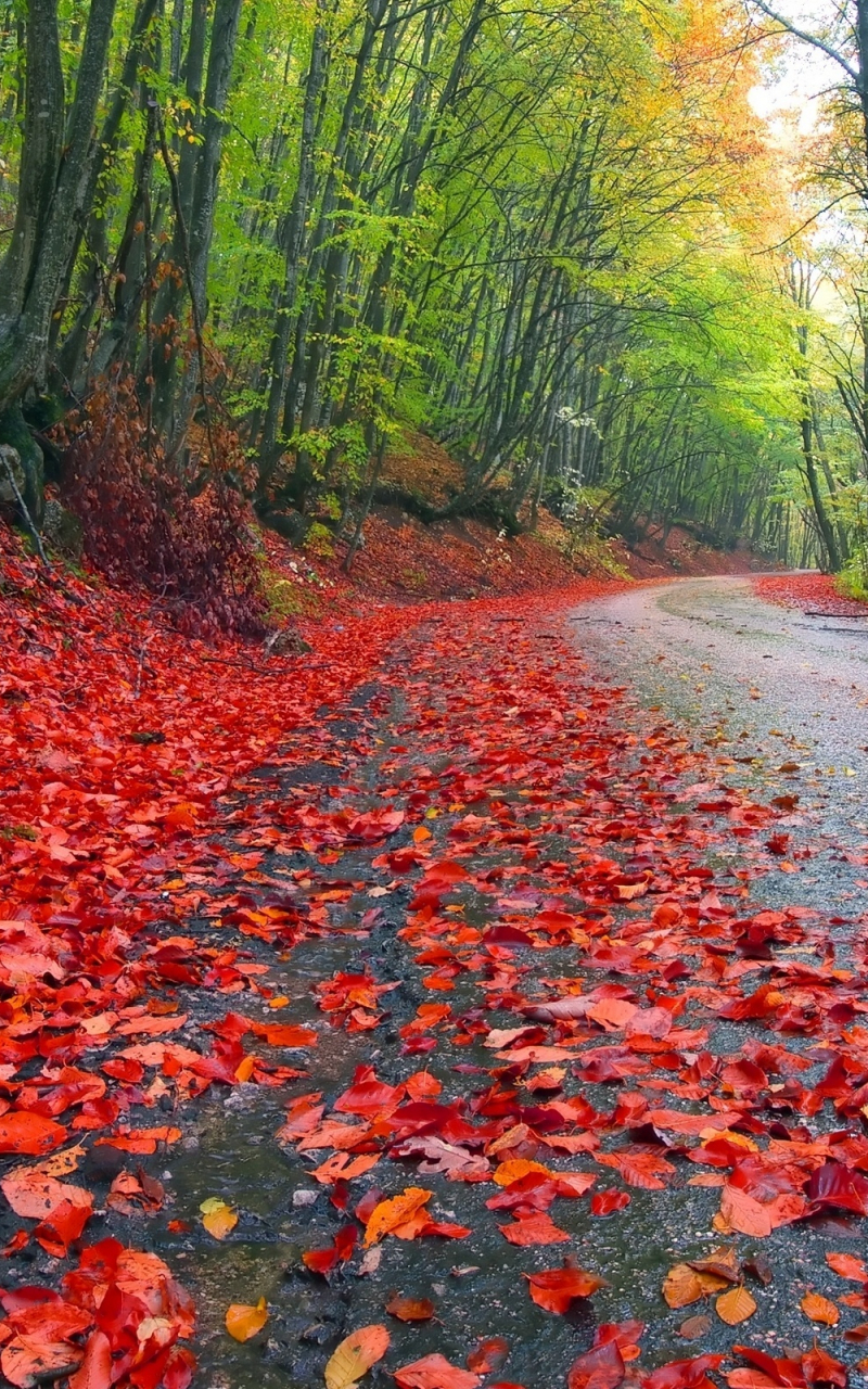 Autumn Rainy Forest Wallpapers - Wallpaper Cave