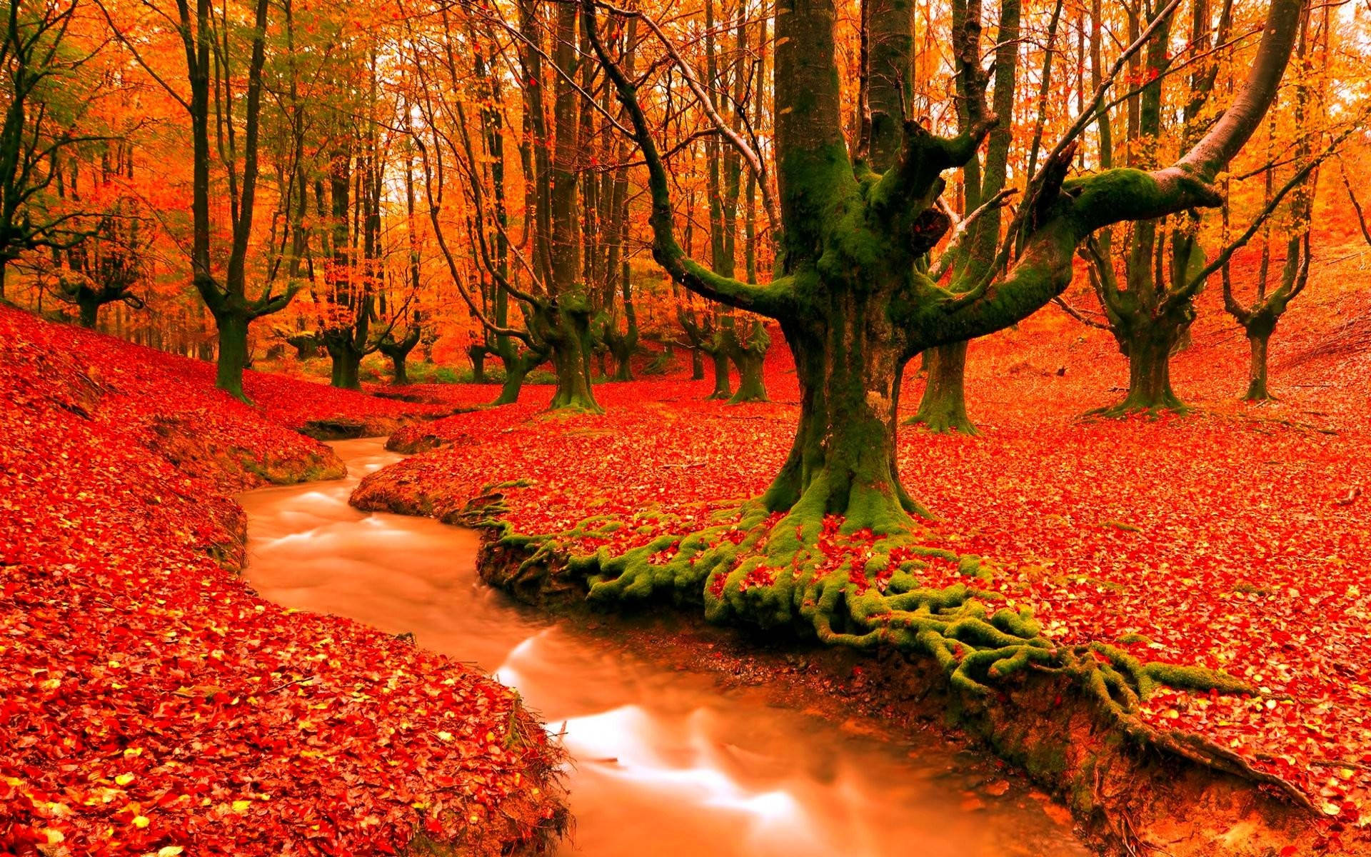 Autumn Rainy Forest Wallpapers - Wallpaper Cave