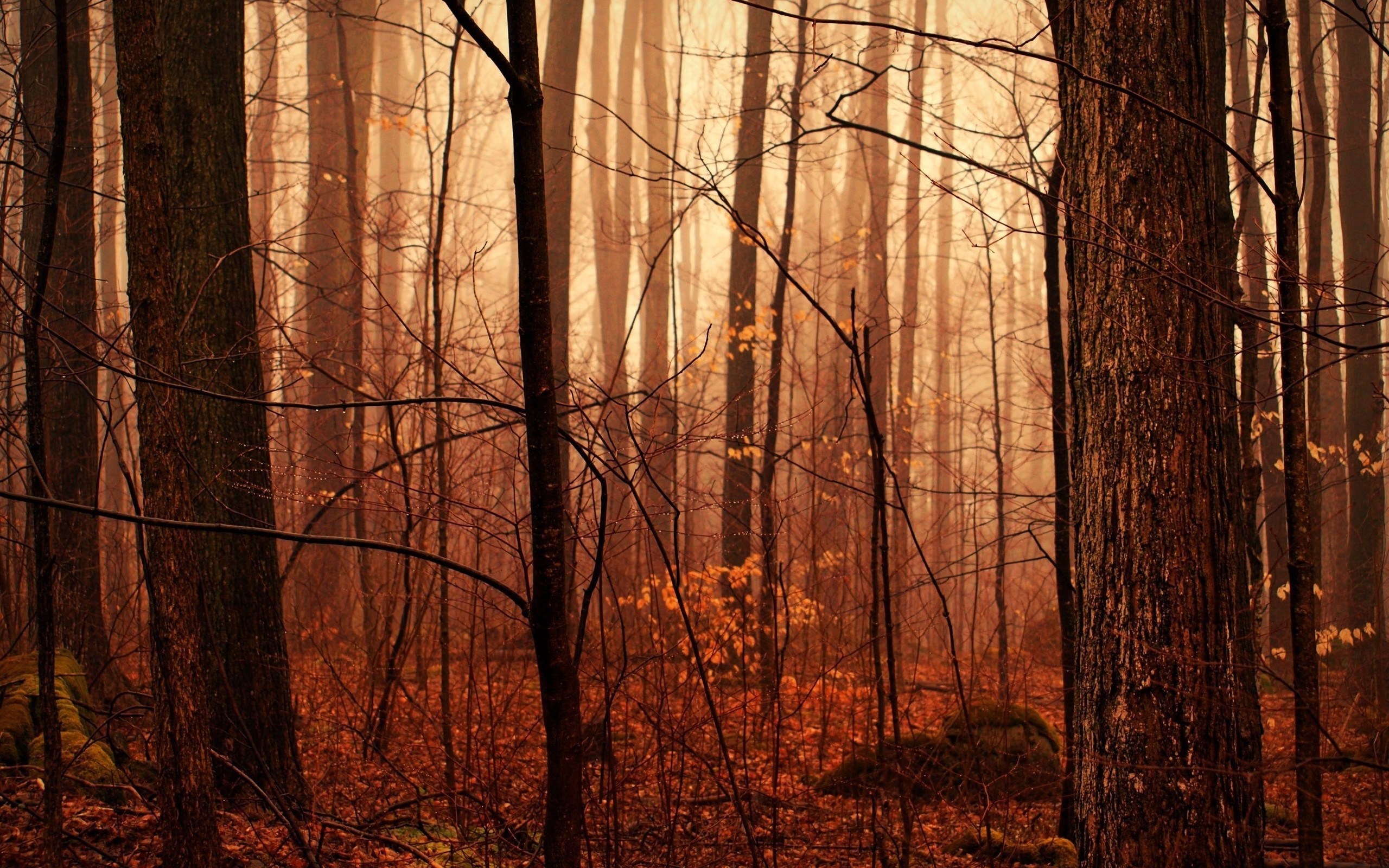 Autumn Rainy Forest Wallpapers - Wallpaper Cave
