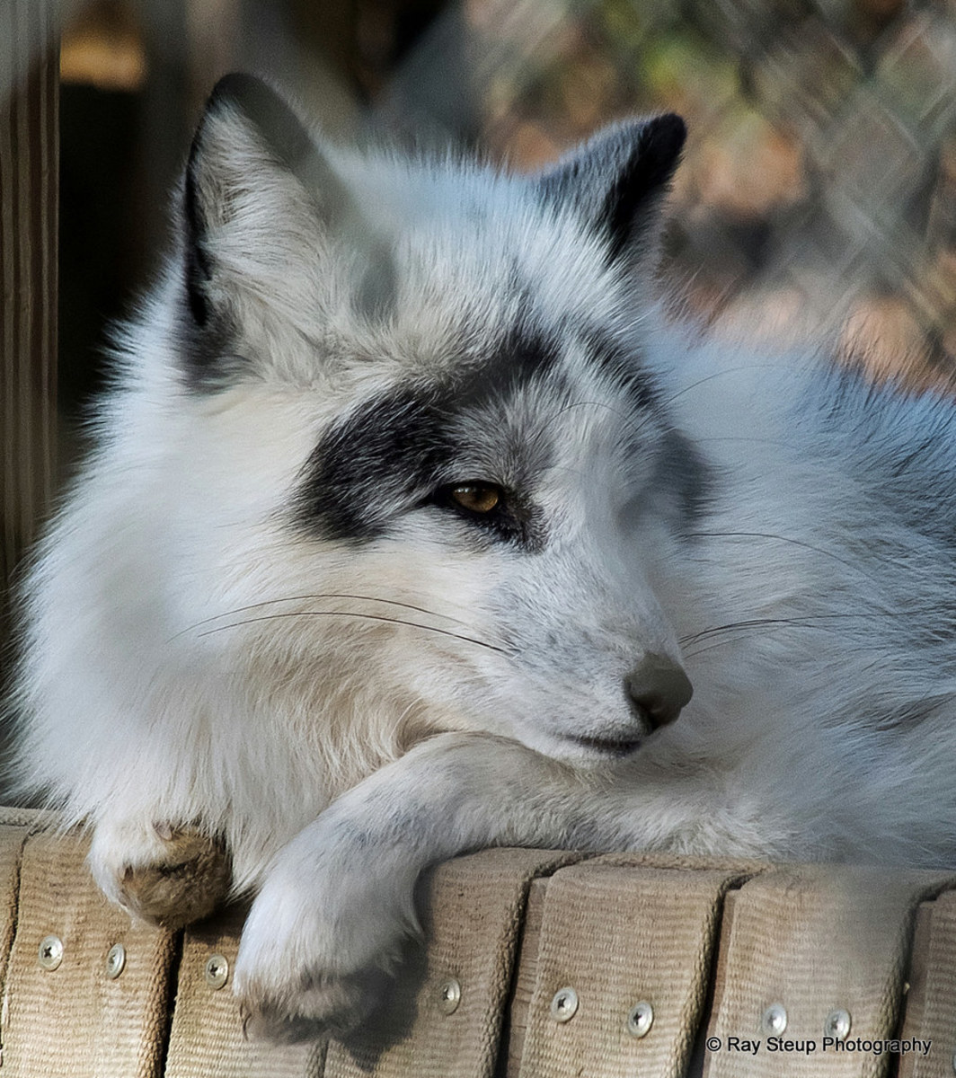 Marble Fox Wallpapers - Wallpaper Cave