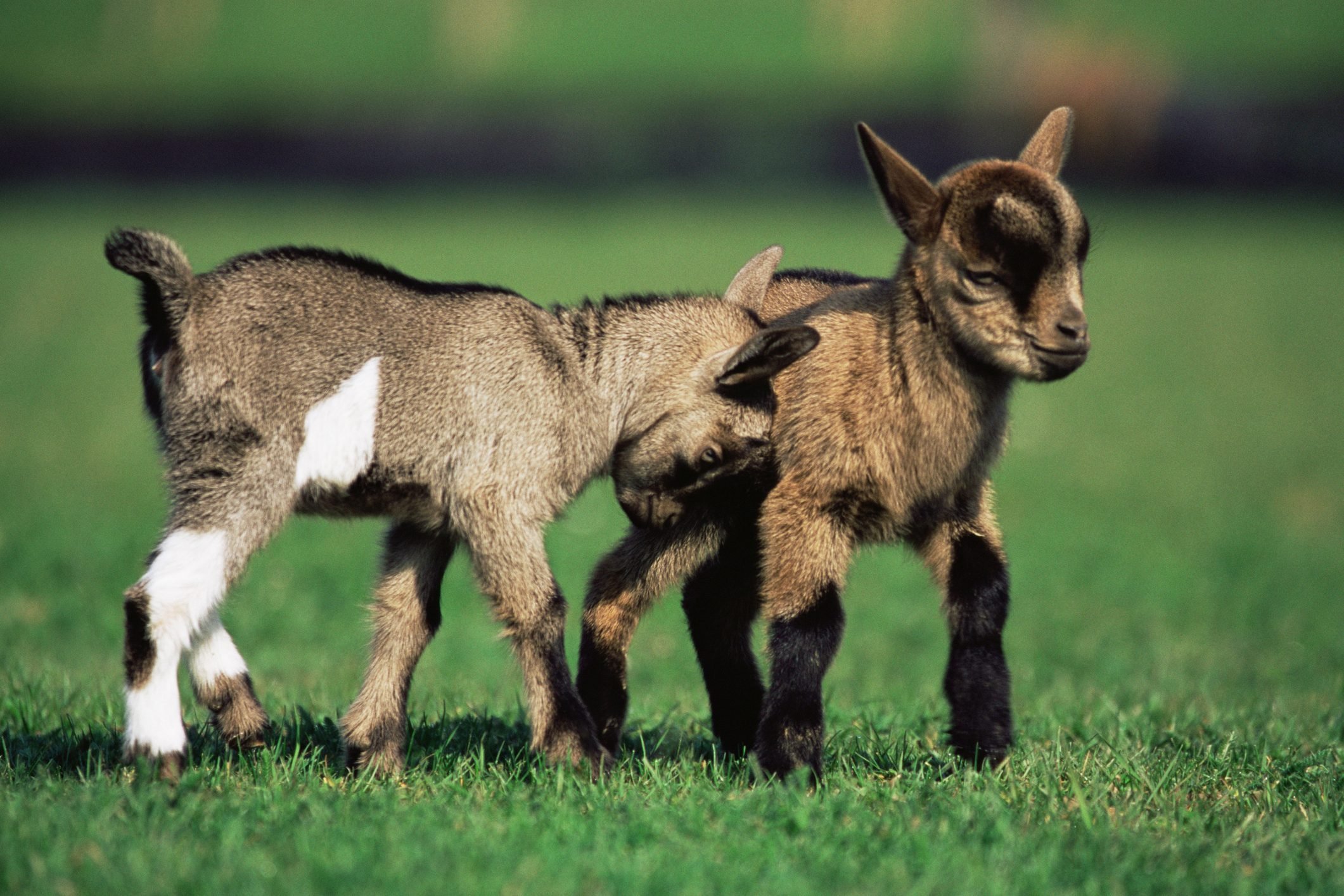 Cute Goat Wallpapers - Wallpaper Cave