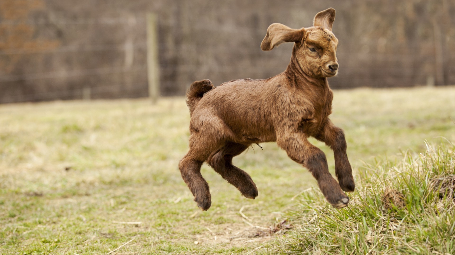 Cute Goat Wallpapers - Wallpaper Cave