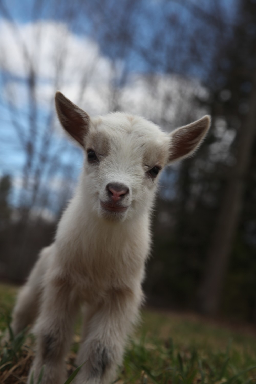 Cute Goat Wallpapers - Wallpaper Cave