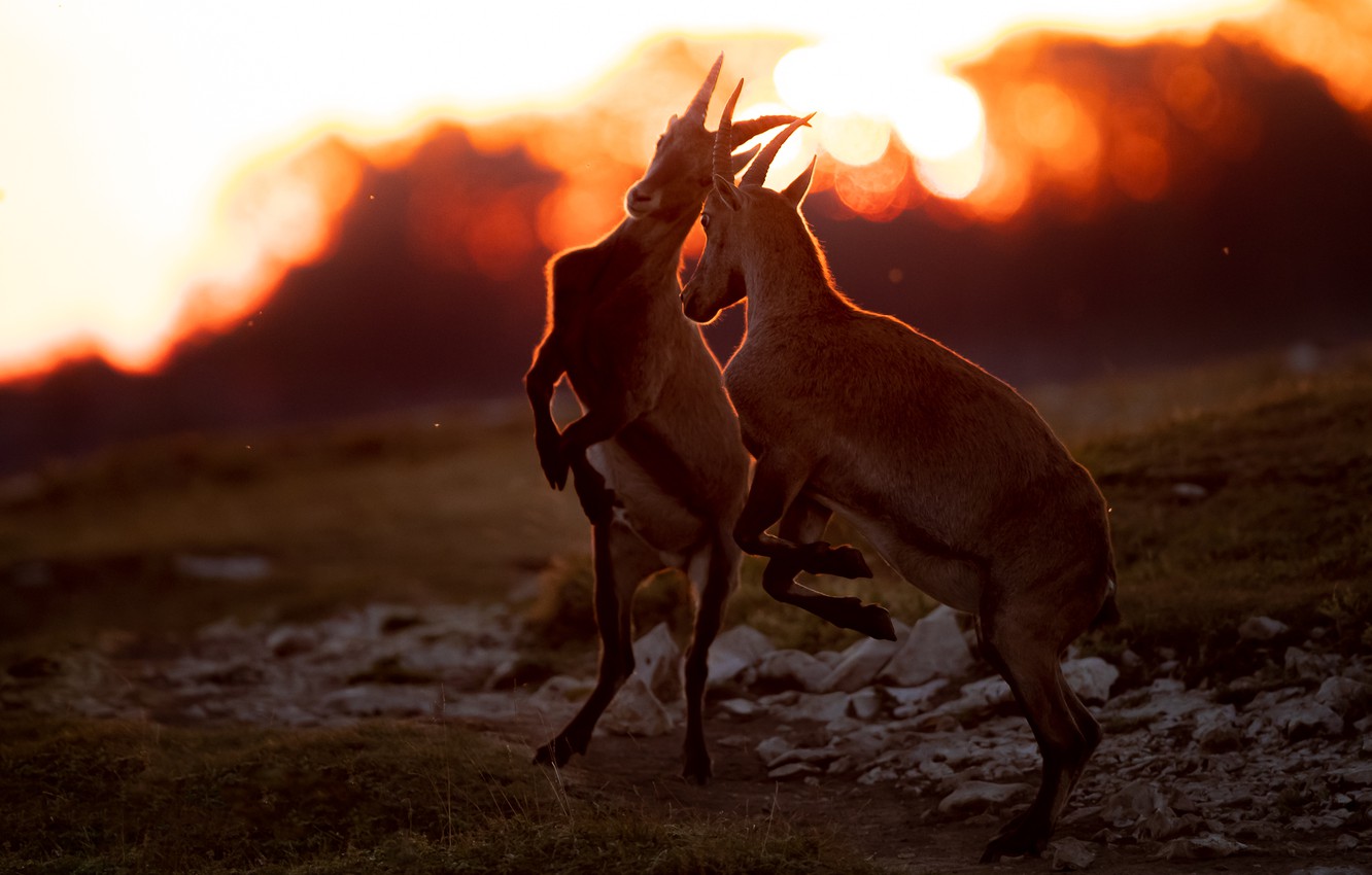 Sunset Goats Wallpapers - Wallpaper Cave