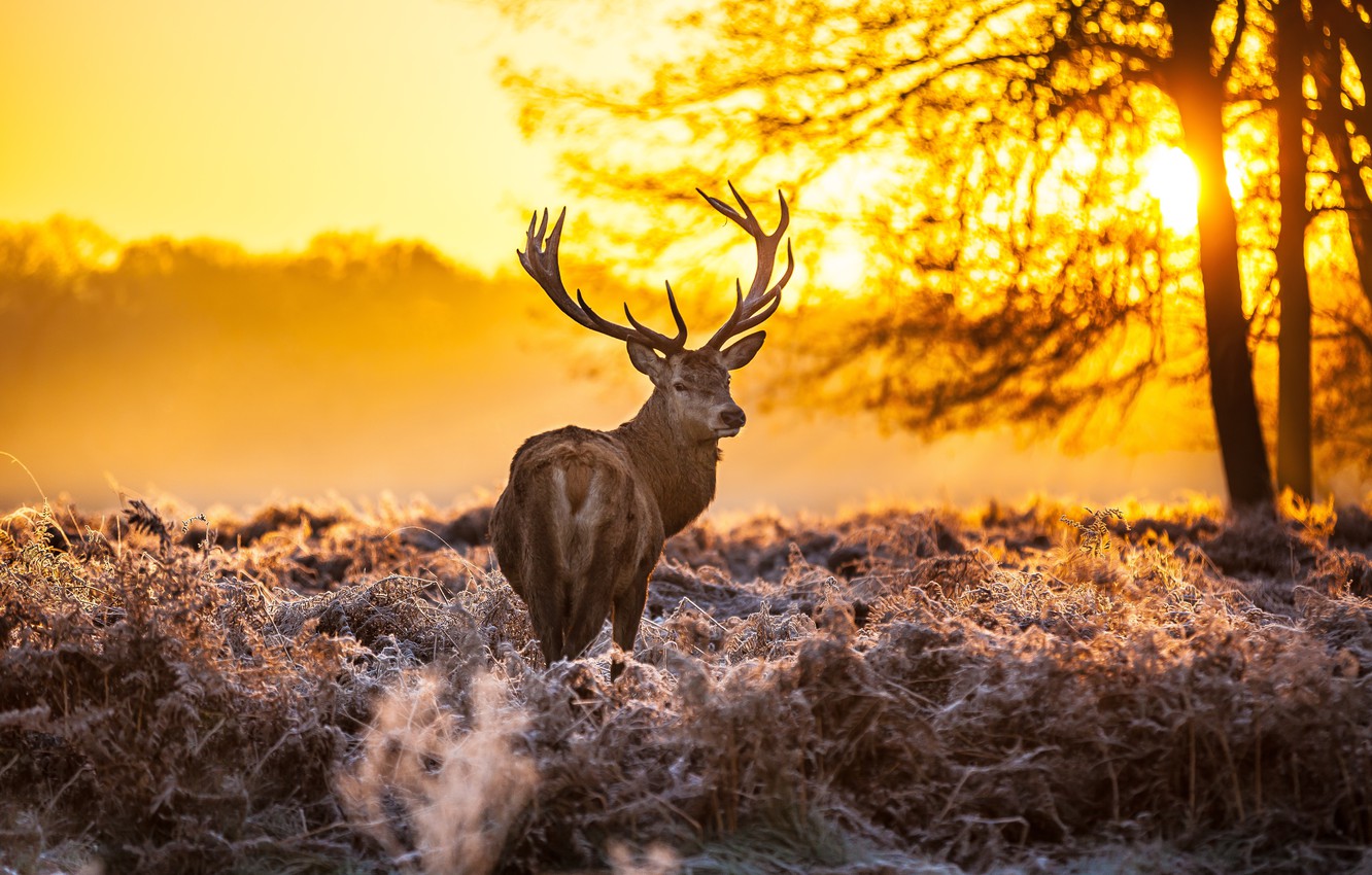 Deer Sunset Wallpapers - Wallpaper Cave