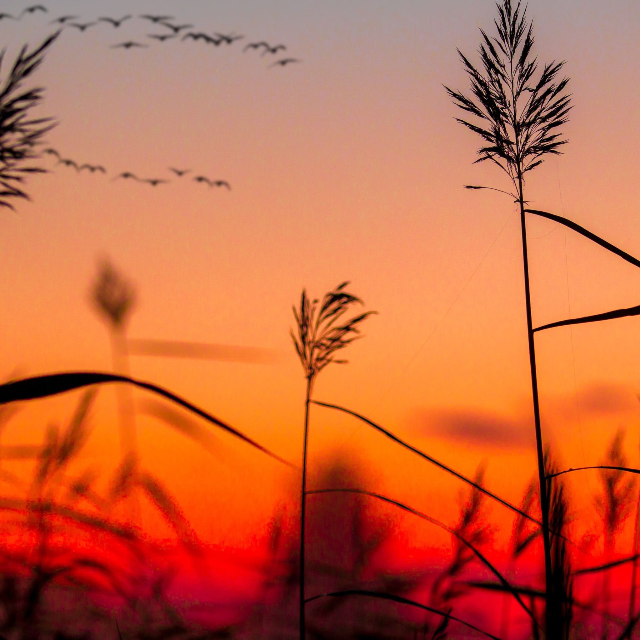 Field HD Sunrise Wallpapers - Wallpaper Cave