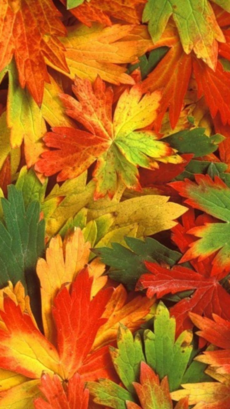 Fall Colors Ultra HD Wallpapers - Wallpaper Cave