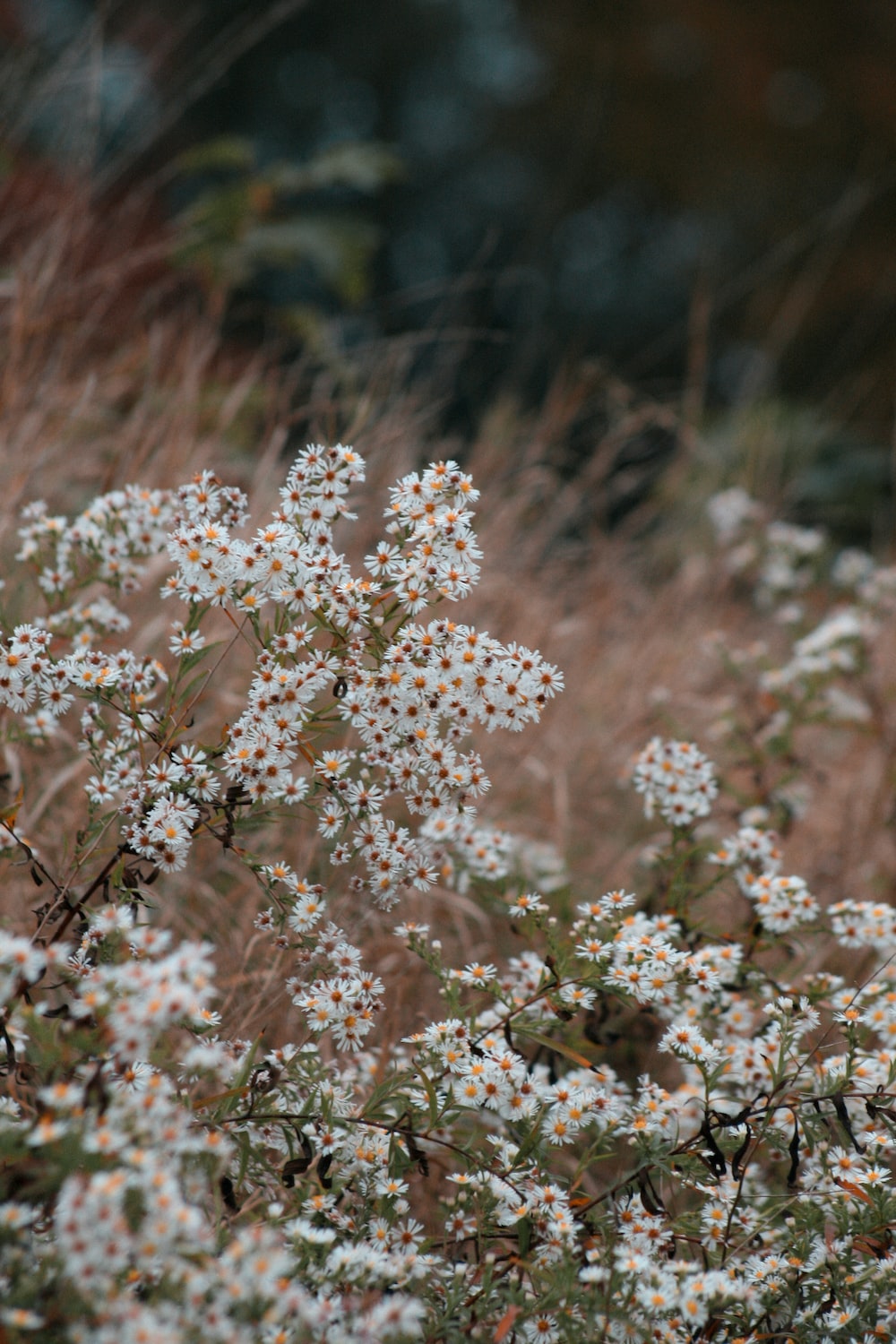 White Autumn Wallpapers - Wallpaper Cave