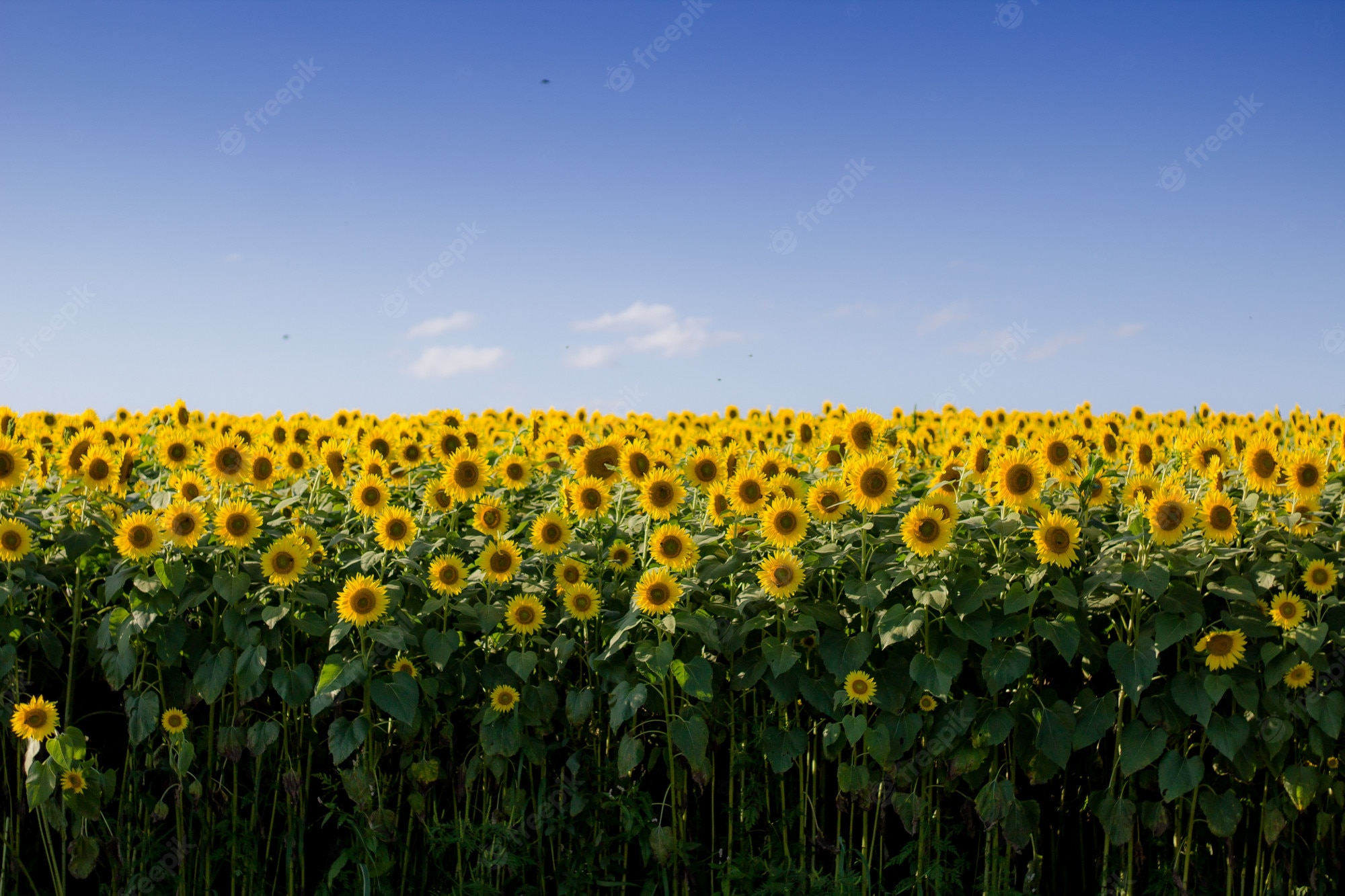 Autumn Sunflower Wallpapers - Wallpaper Cave