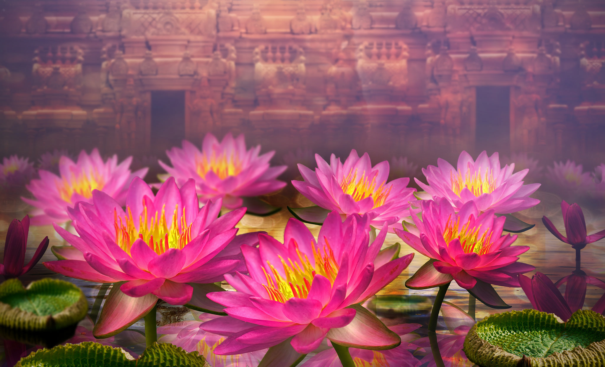 Pink Lotus Wallpapers - Wallpaper Cave