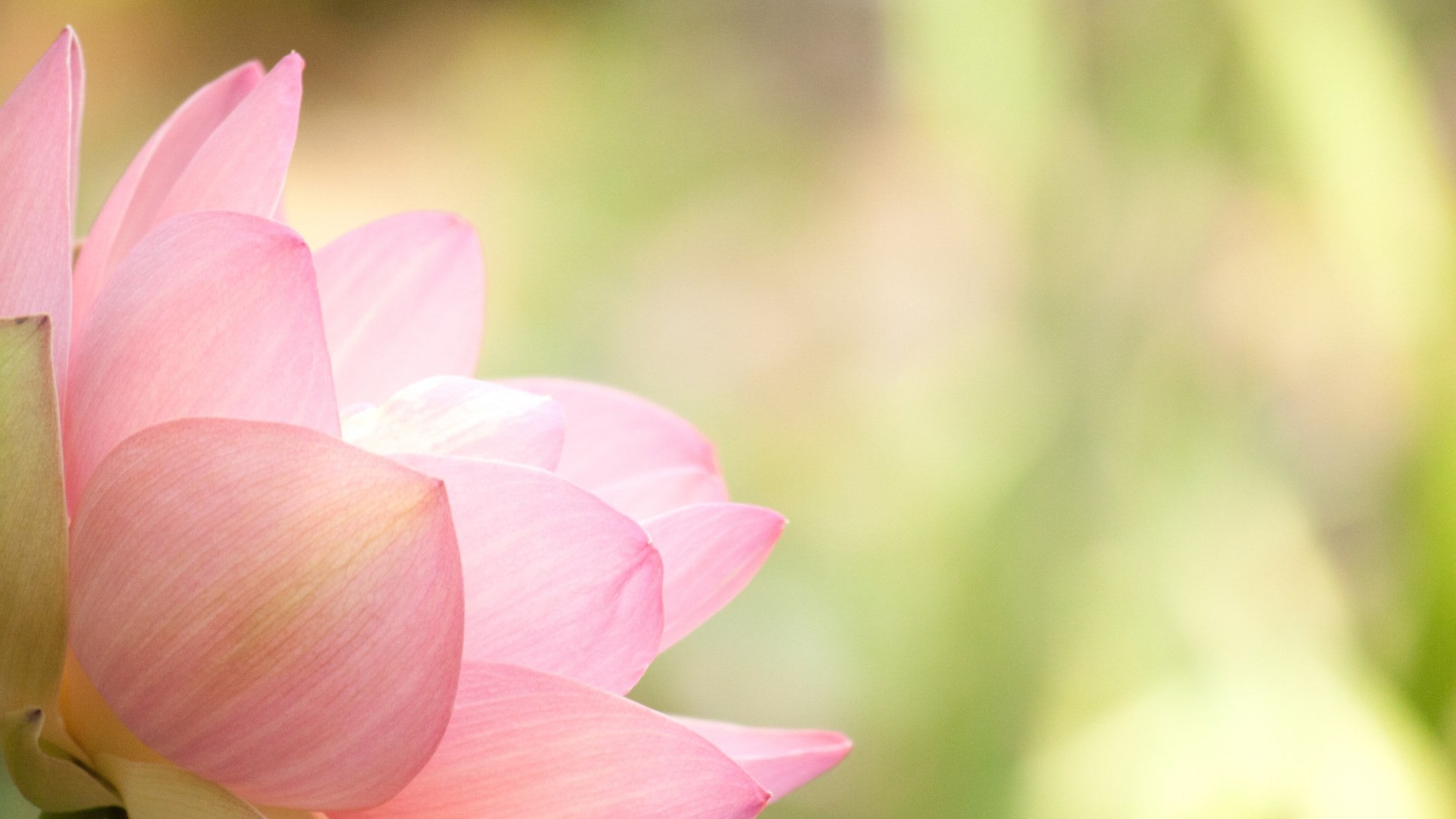 Pink Lotus Wallpapers - Wallpaper Cave