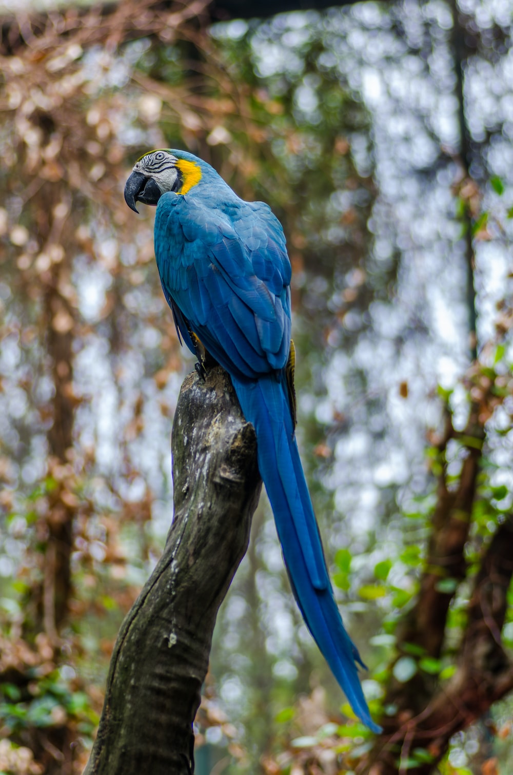Blue Parrot Wallpapers - Wallpaper Cave