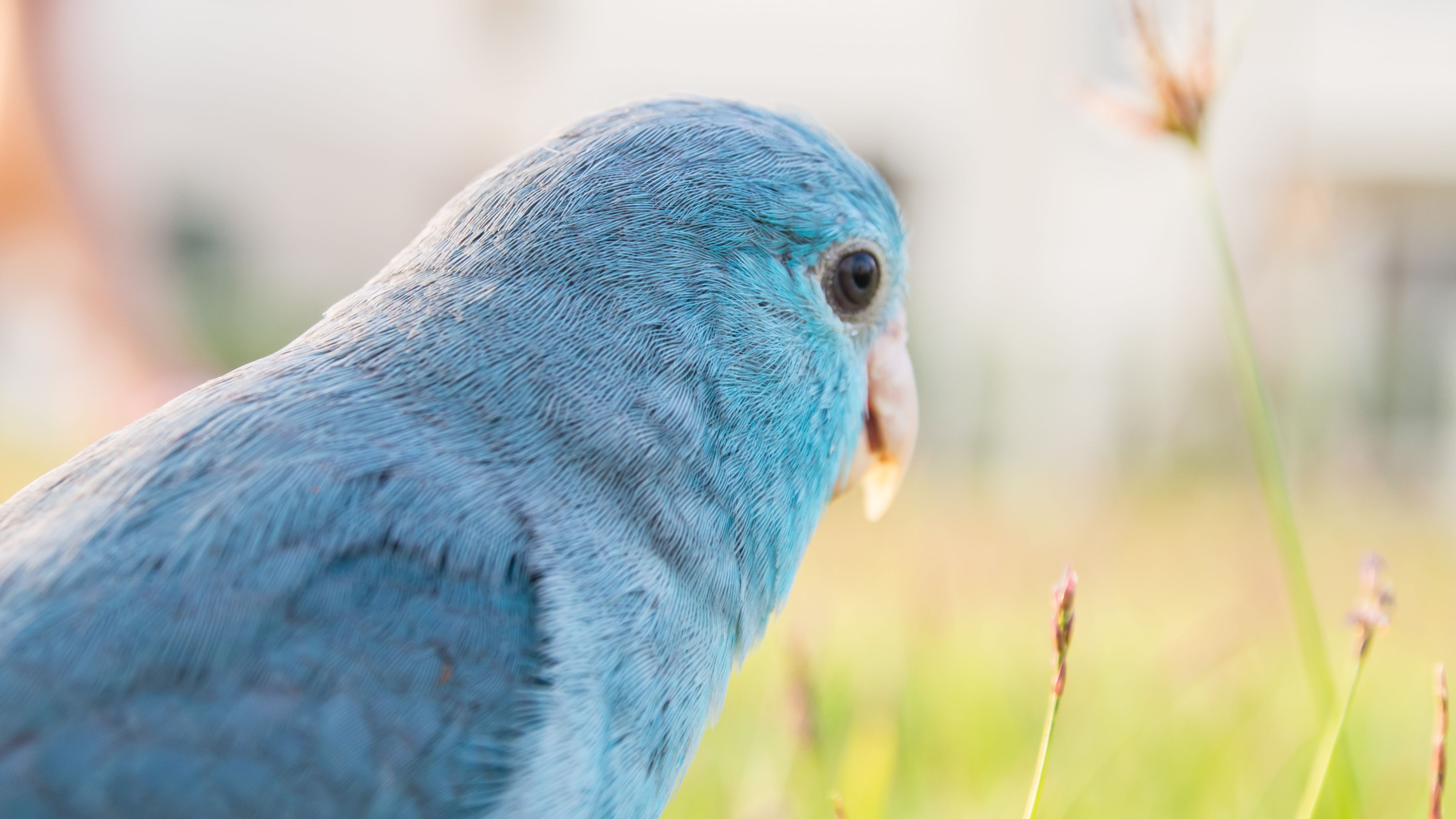 Blue Parrot Wallpapers - Wallpaper Cave