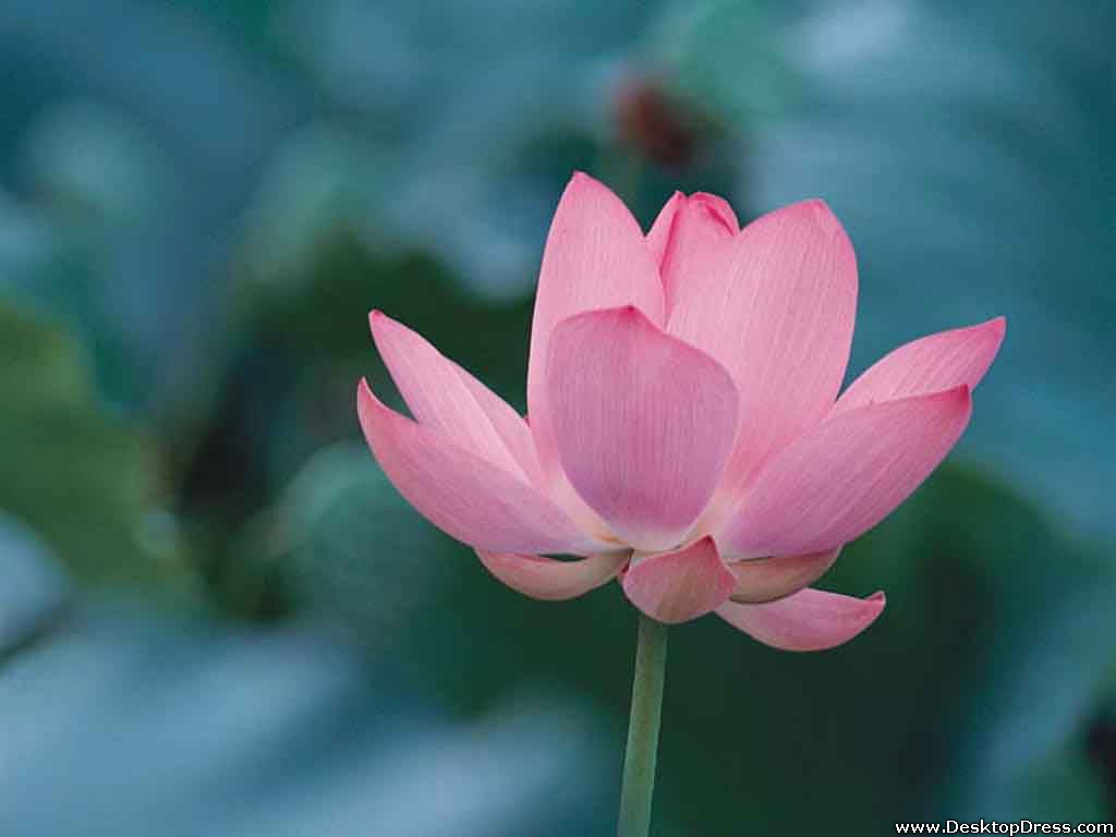 Pink Lotus Wallpapers - Wallpaper Cave