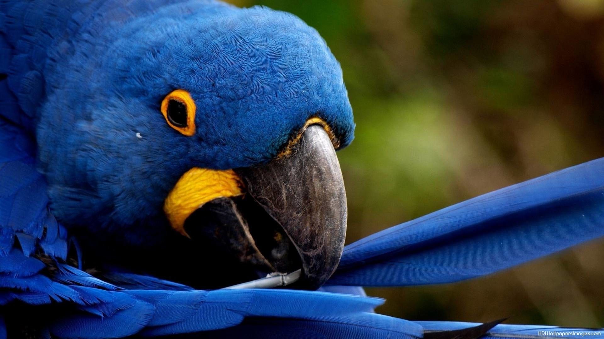 Blue Parrot Wallpapers - Wallpaper Cave