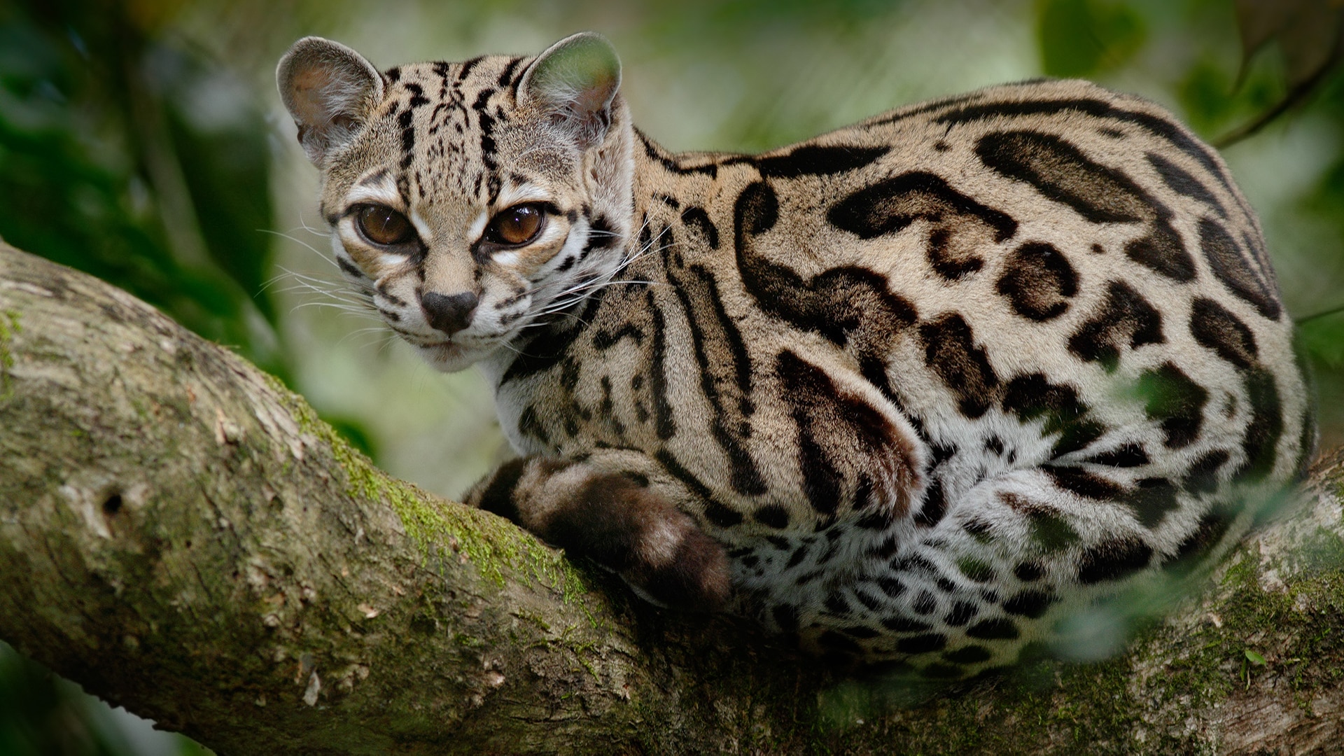 Margay Wallpapers - Wallpaper Cave