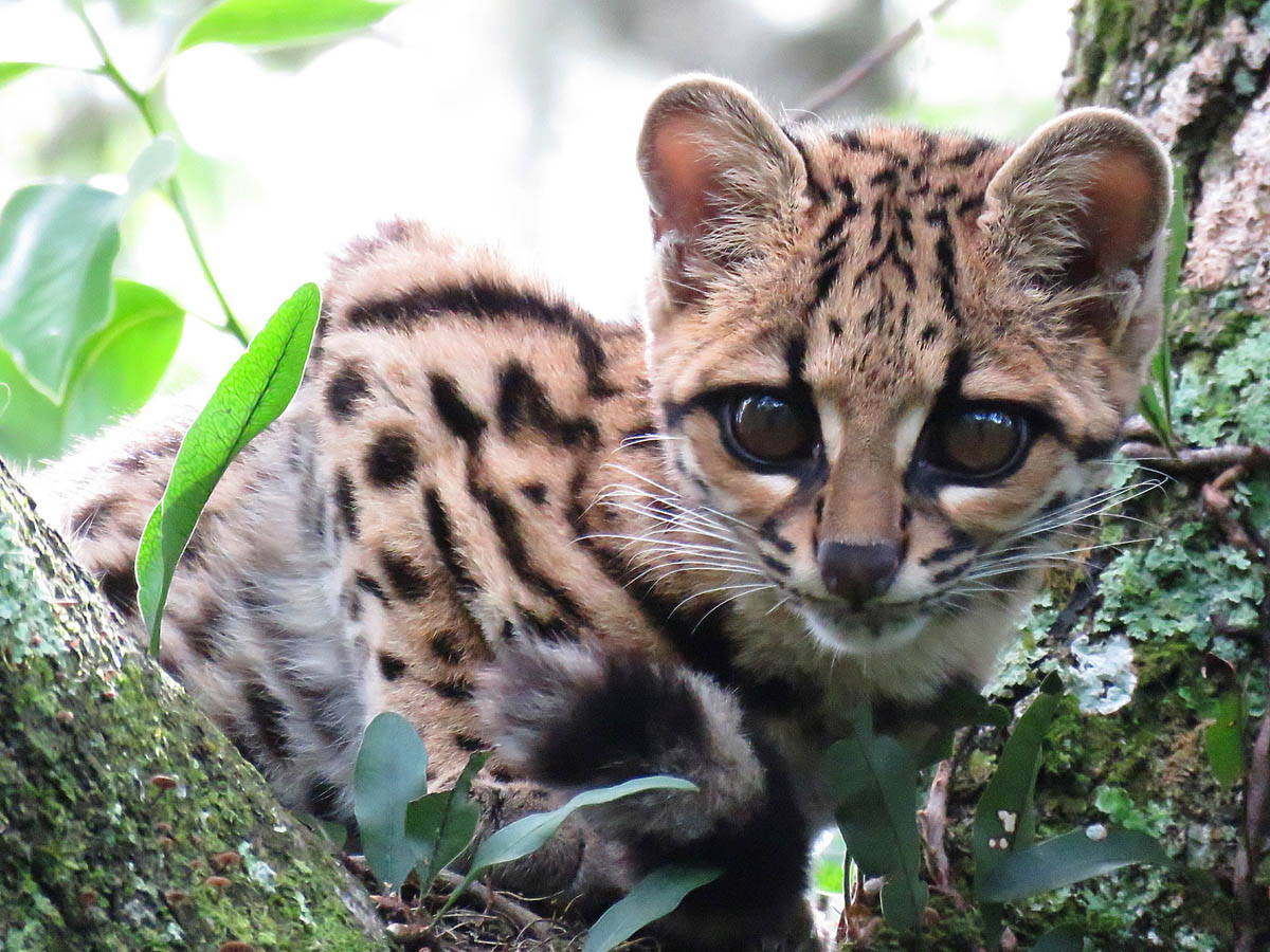 Margay Wallpapers - Wallpaper Cave