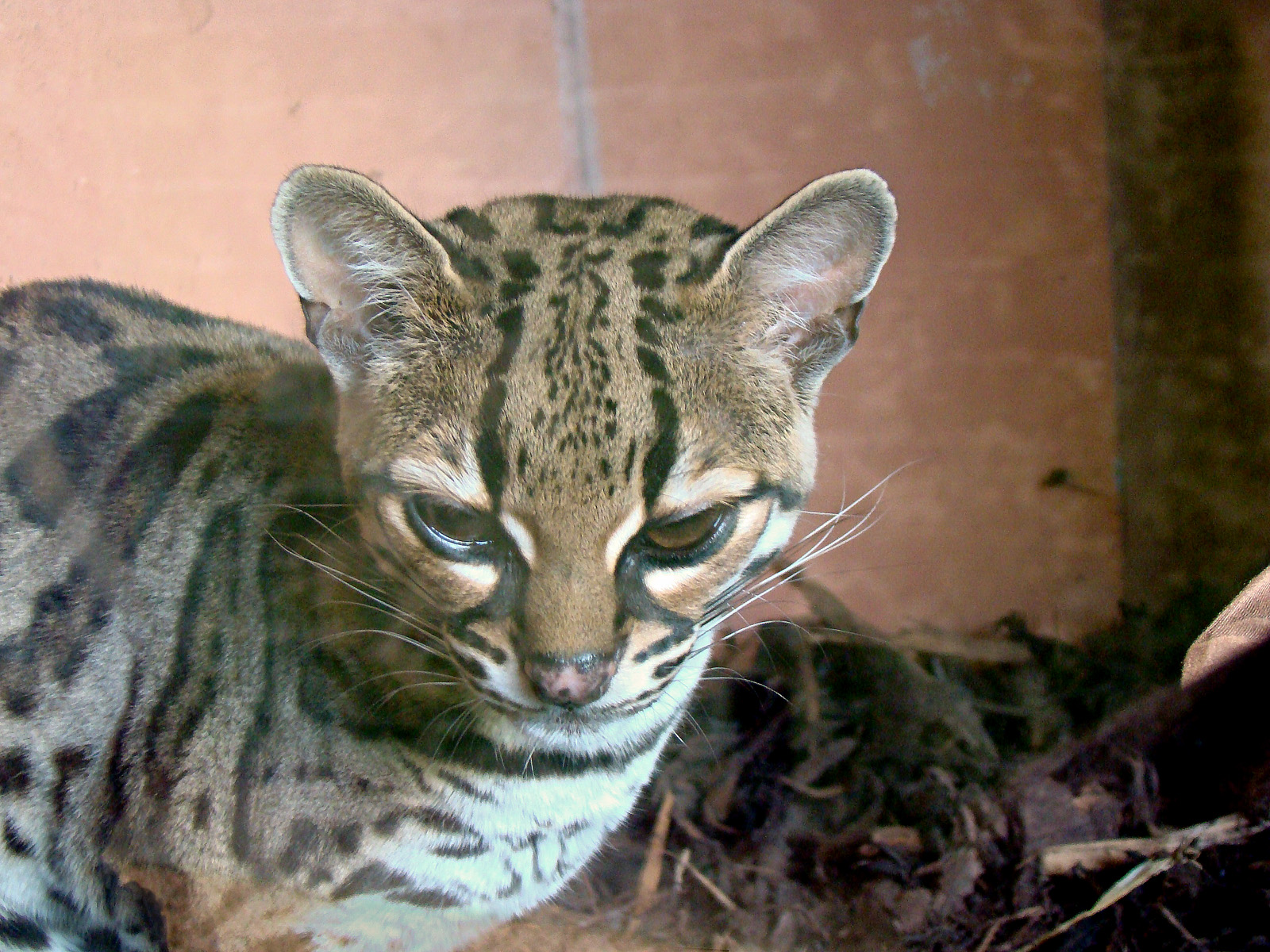Margay Wallpapers - Wallpaper Cave