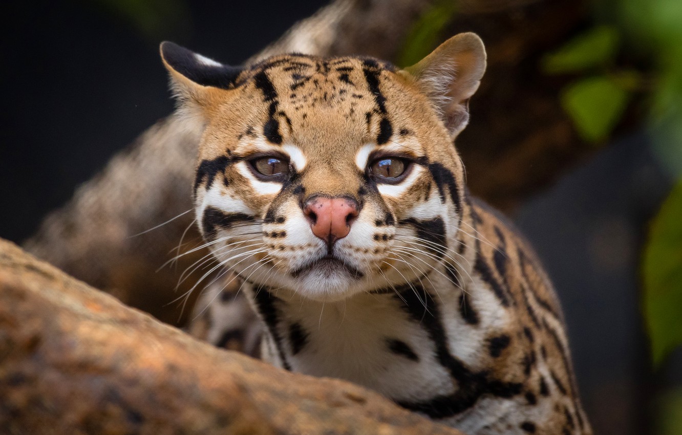 Baby Ocelot Wallpapers - Wallpaper Cave