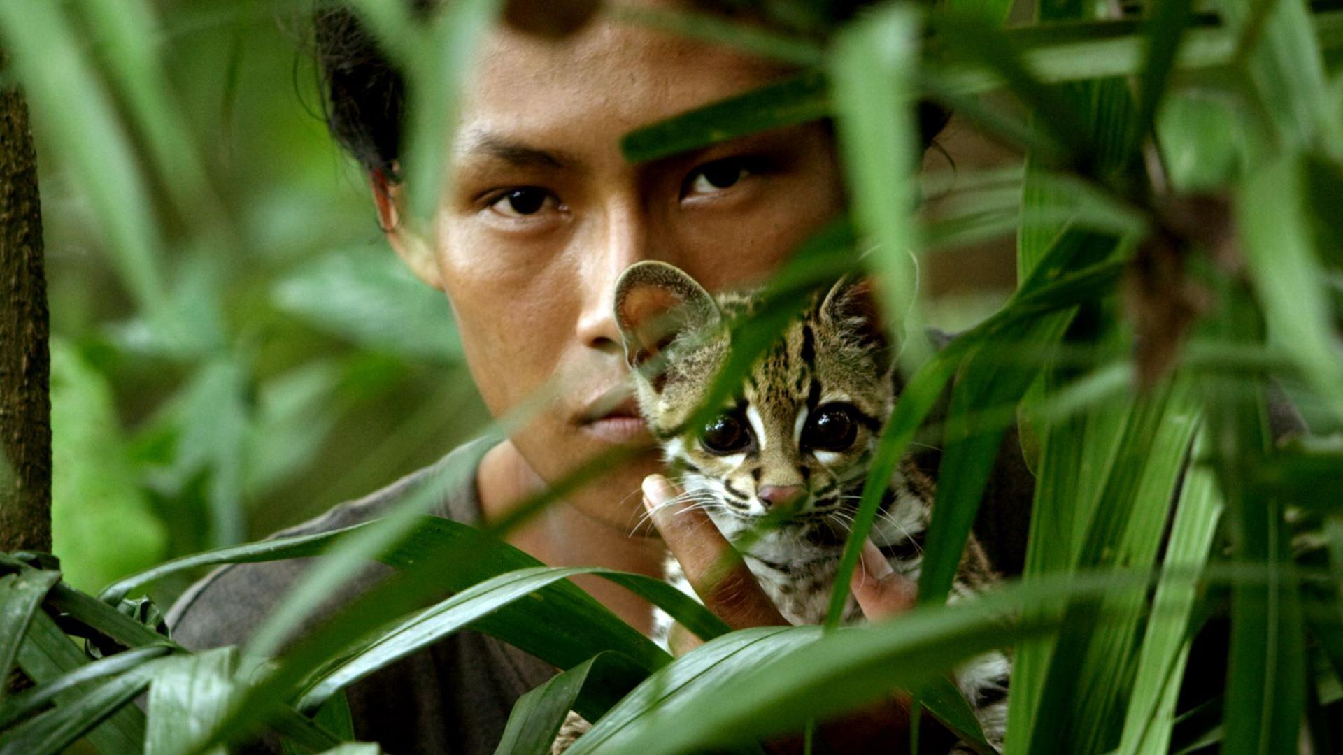 Margay Wallpapers - Wallpaper Cave