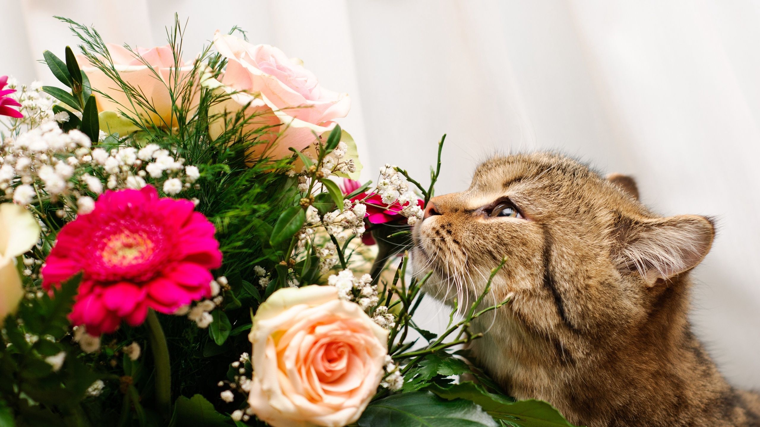 Cat And Flowers Wallpapers - Wallpaper Cave