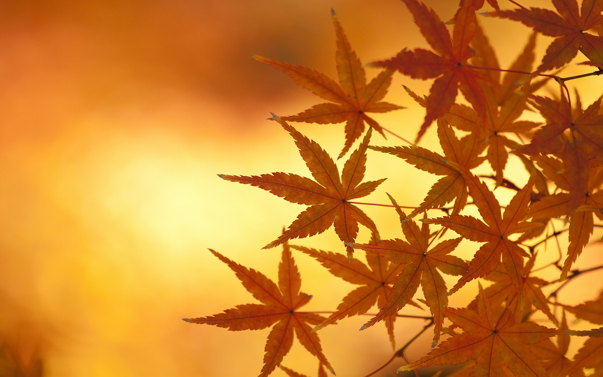 Autumn Large Wallpapers - Wallpaper Cave