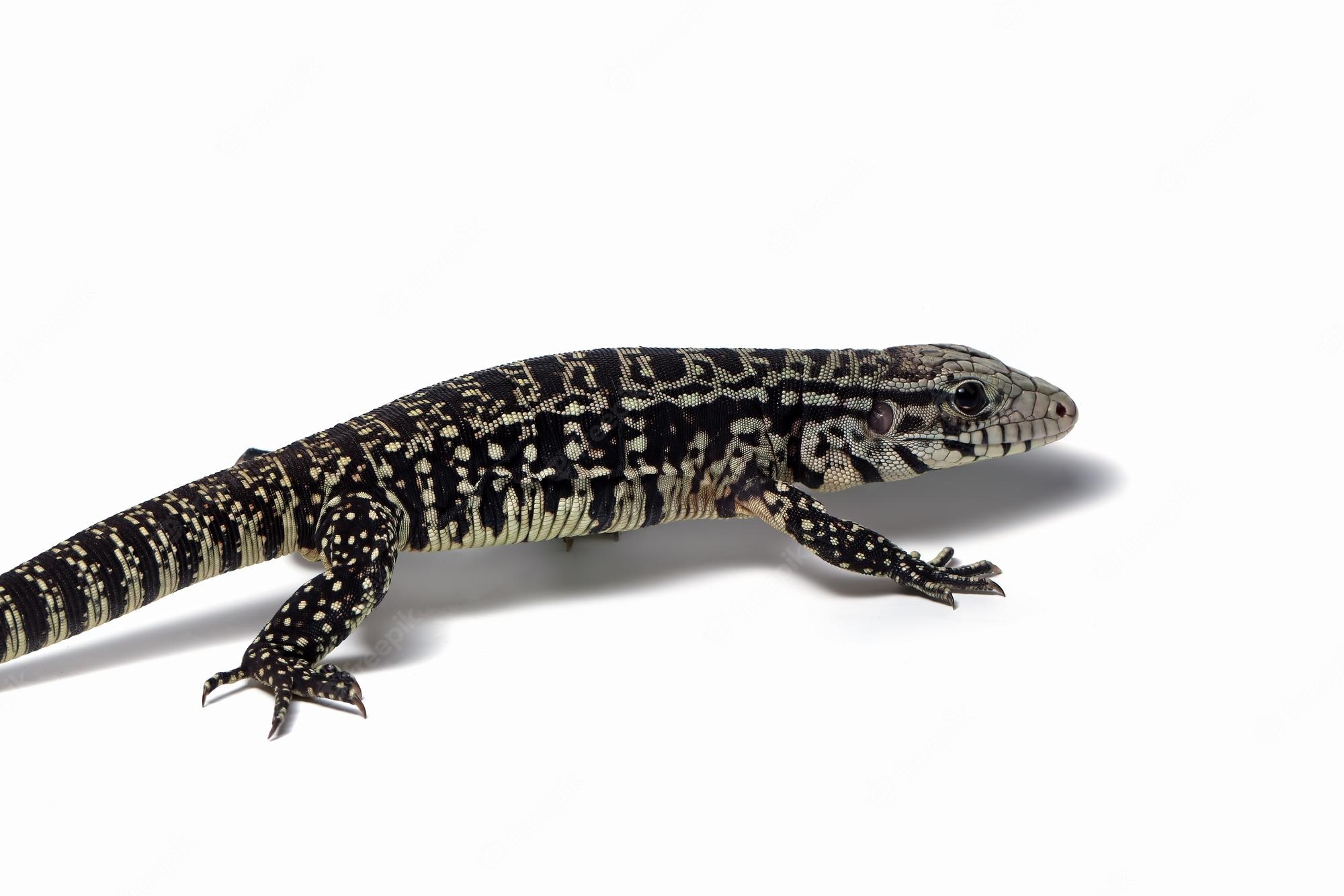 Tegu Wallpapers - Wallpaper Cave