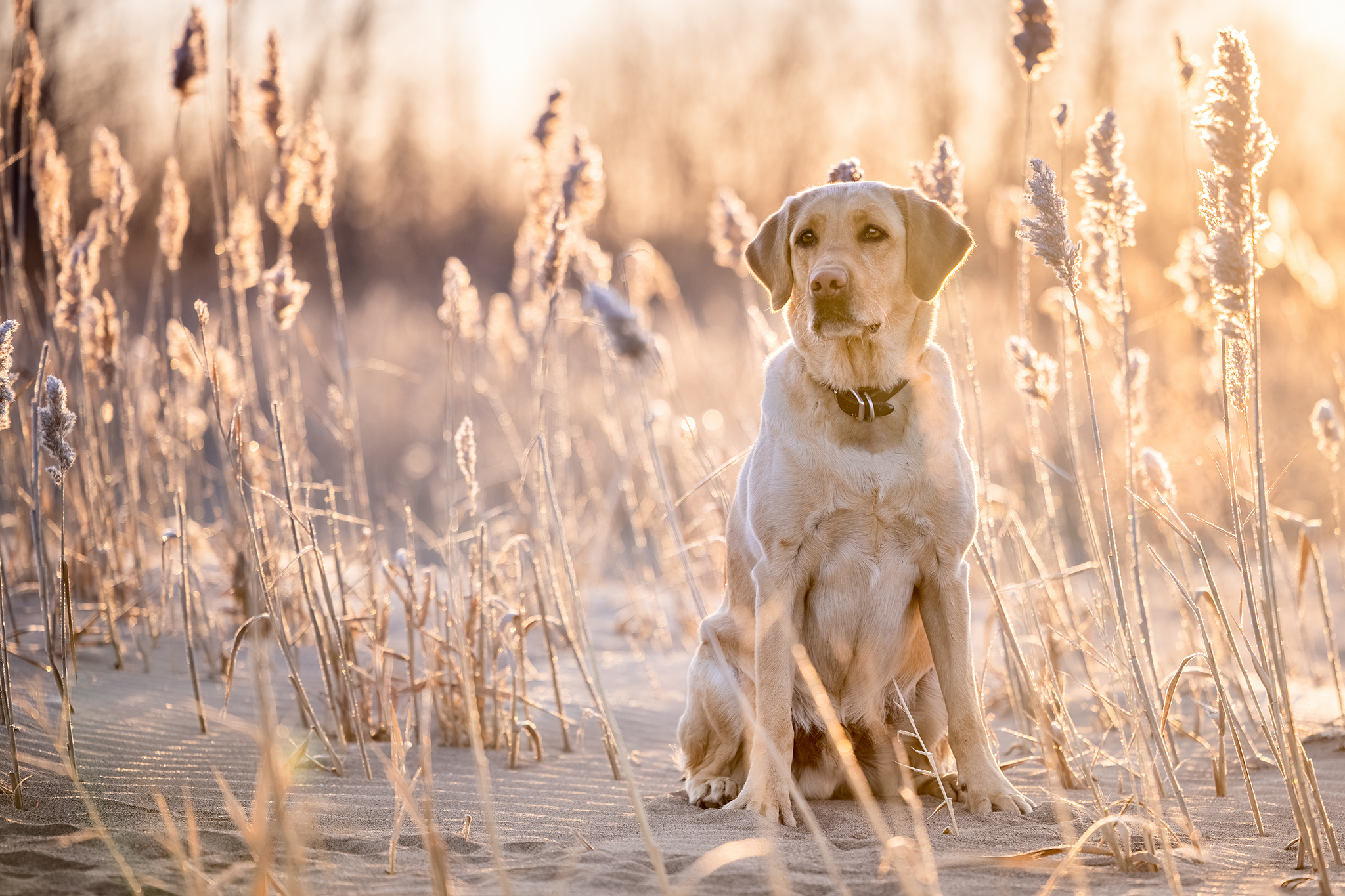 Glow Dogs Wallpapers - Wallpaper Cave