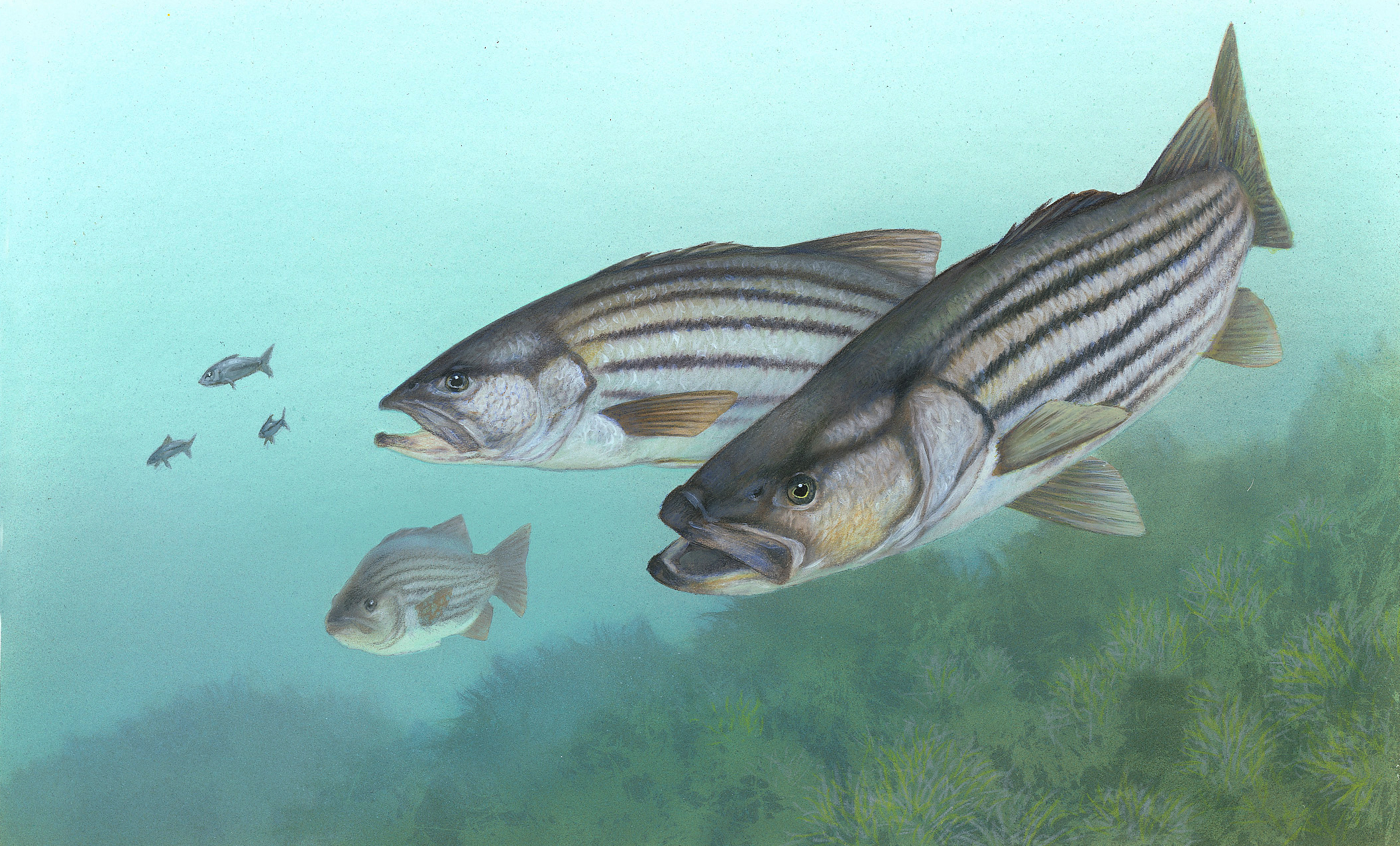 Striped Bass Wallpapers - Wallpaper Cave