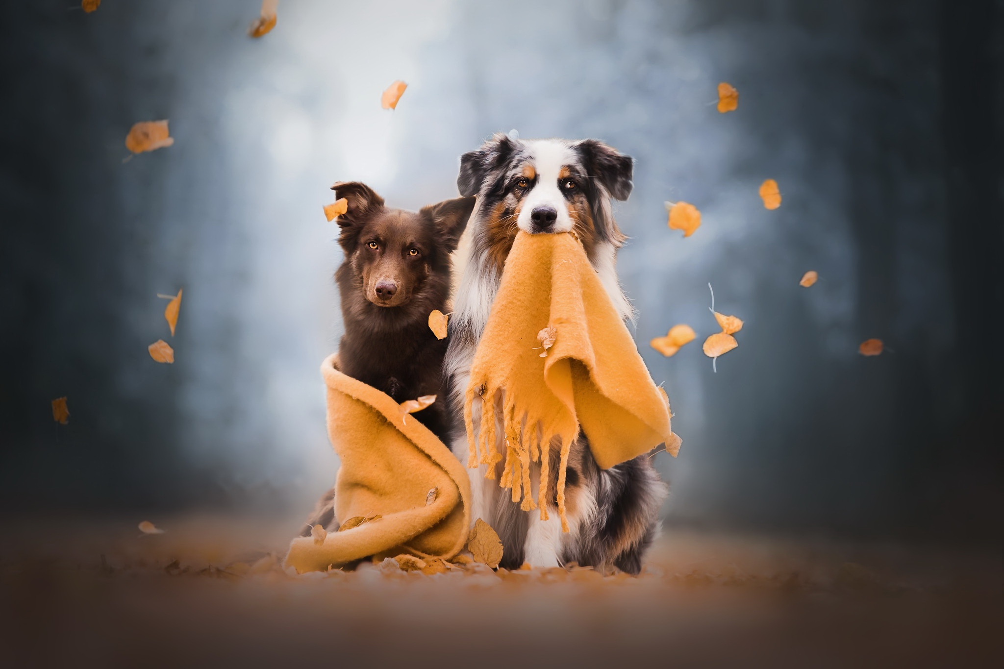 Two Dogs Wallpapers - Wallpaper Cave