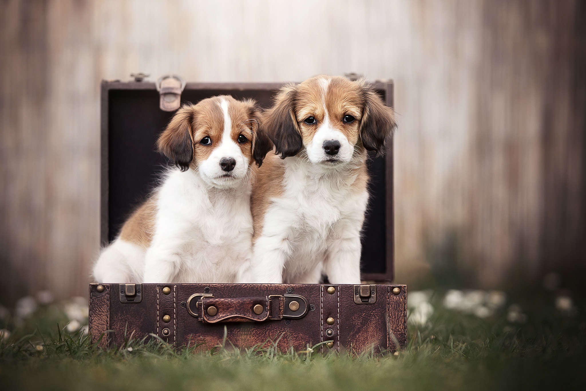 Two Dogs Wallpapers - Wallpaper Cave