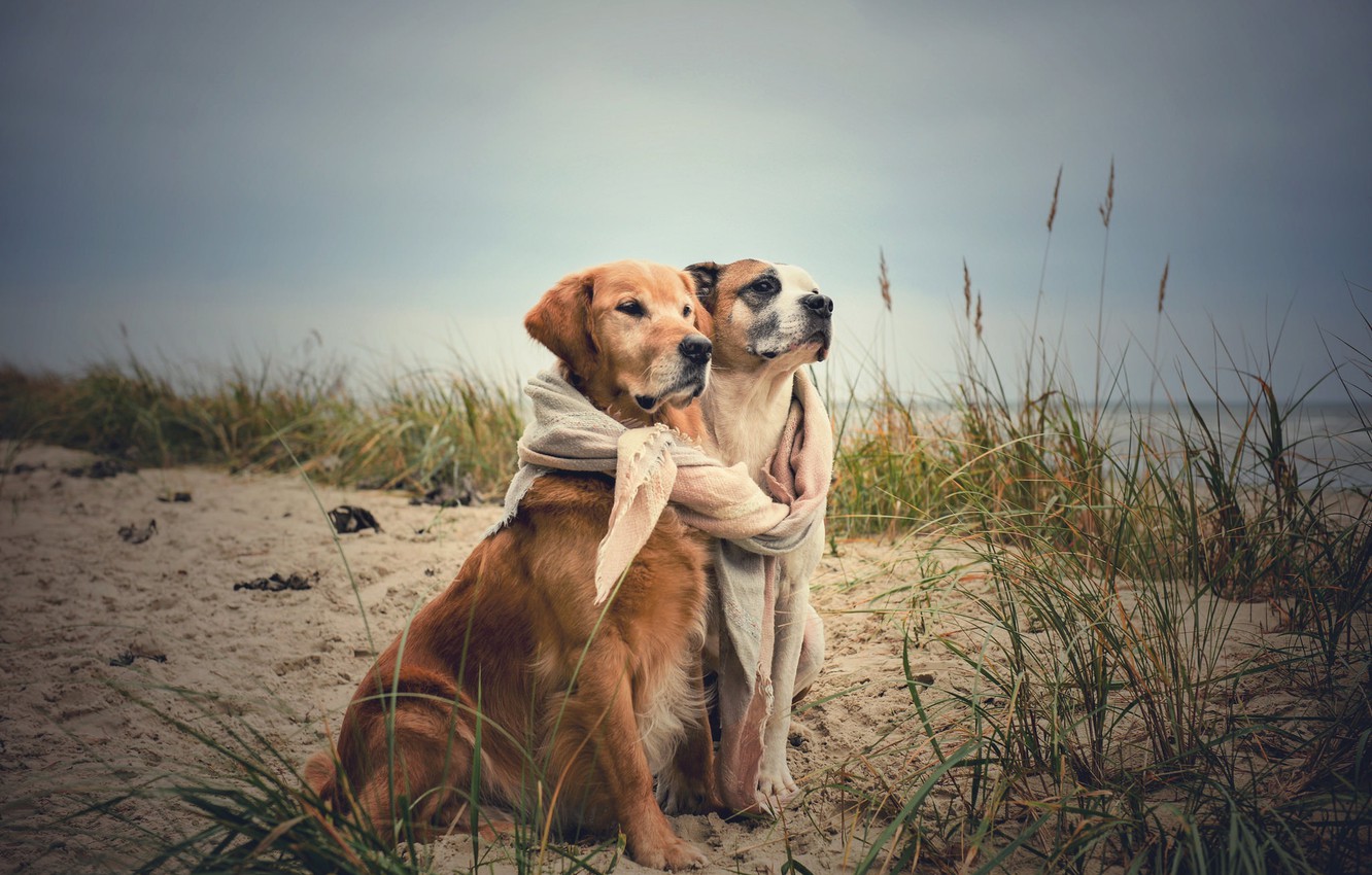 Two Dogs Wallpapers - Wallpaper Cave