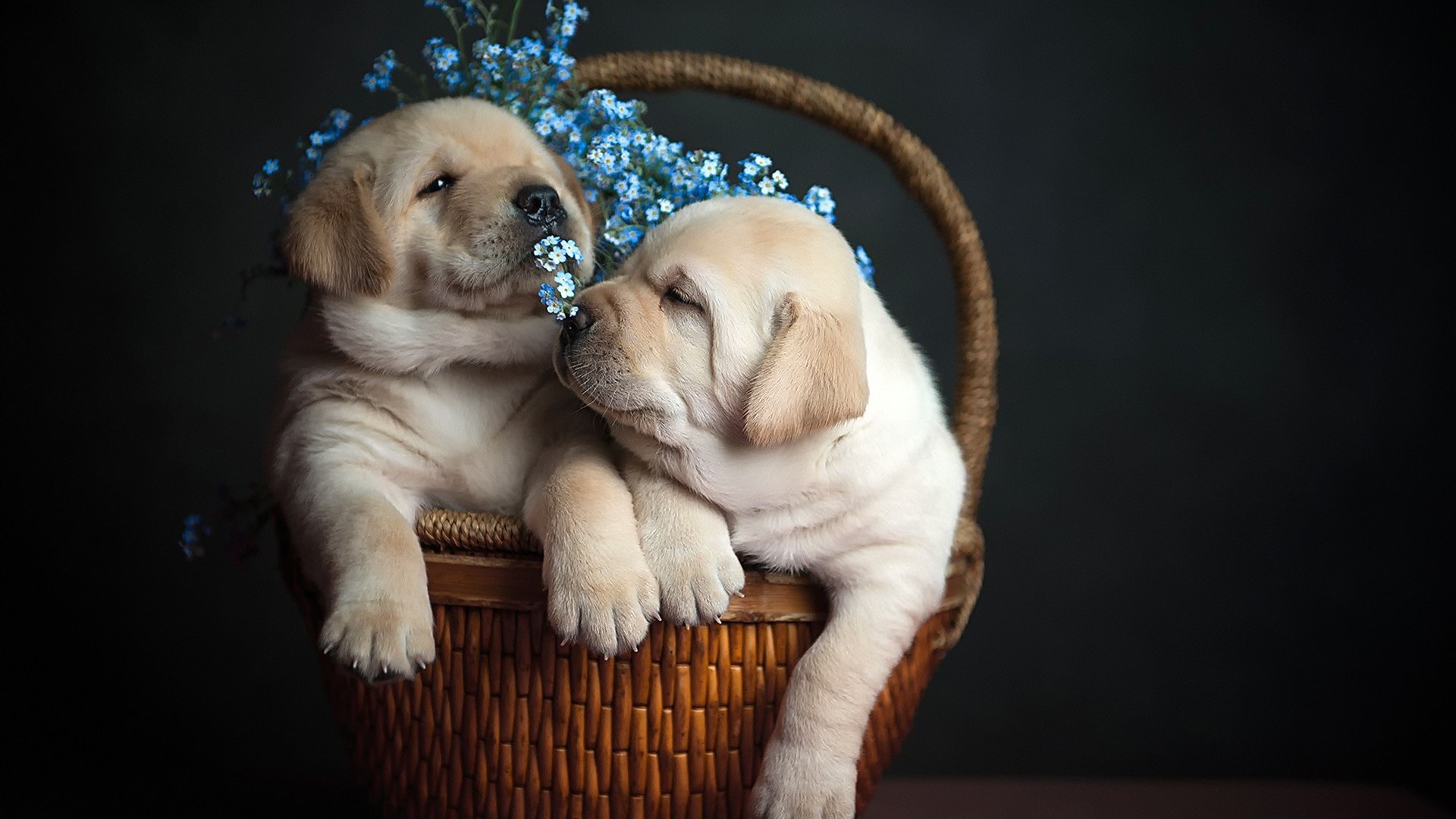 Two Dogs Wallpapers - Wallpaper Cave