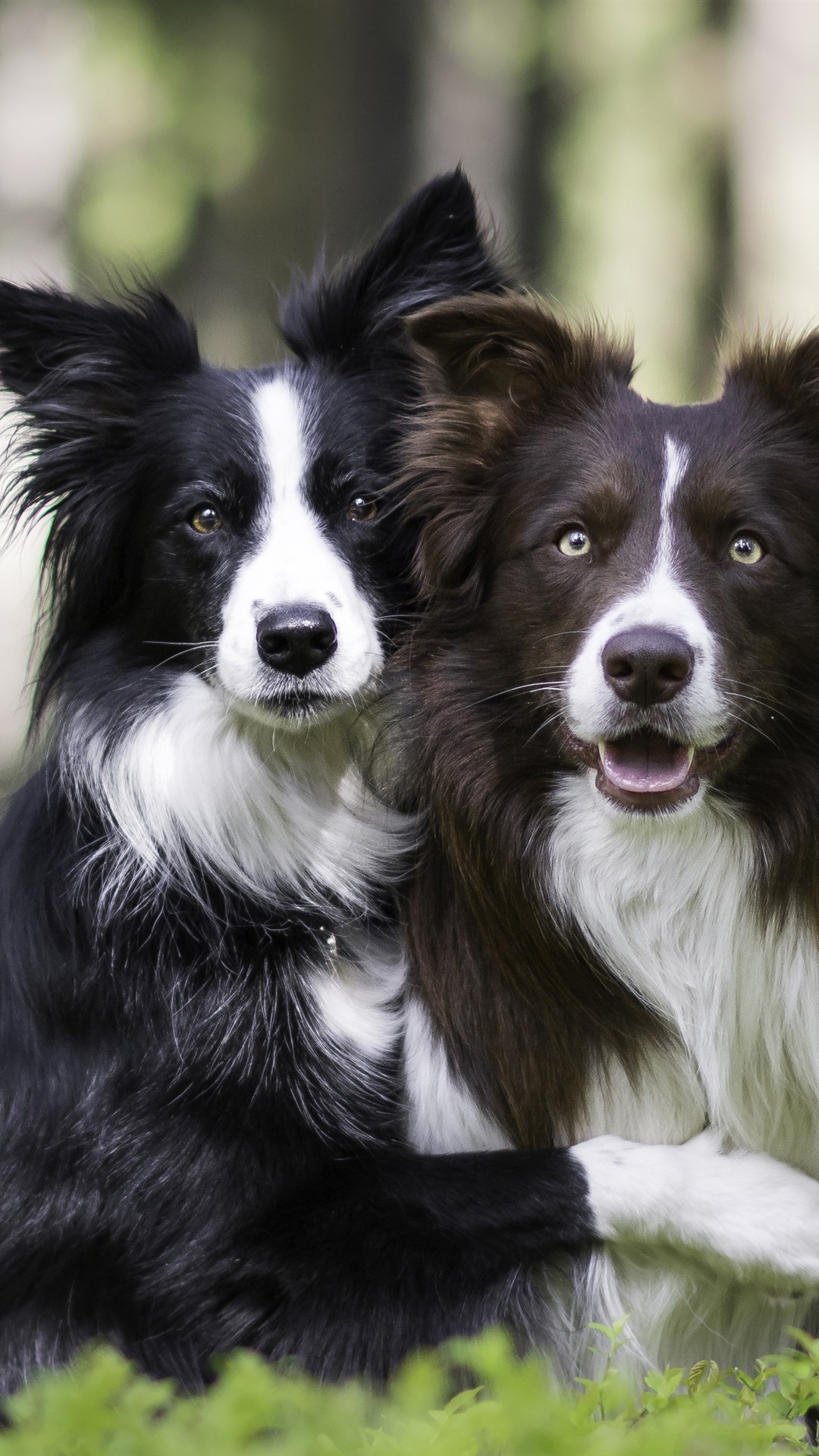 Two Dogs Wallpapers - Wallpaper Cave