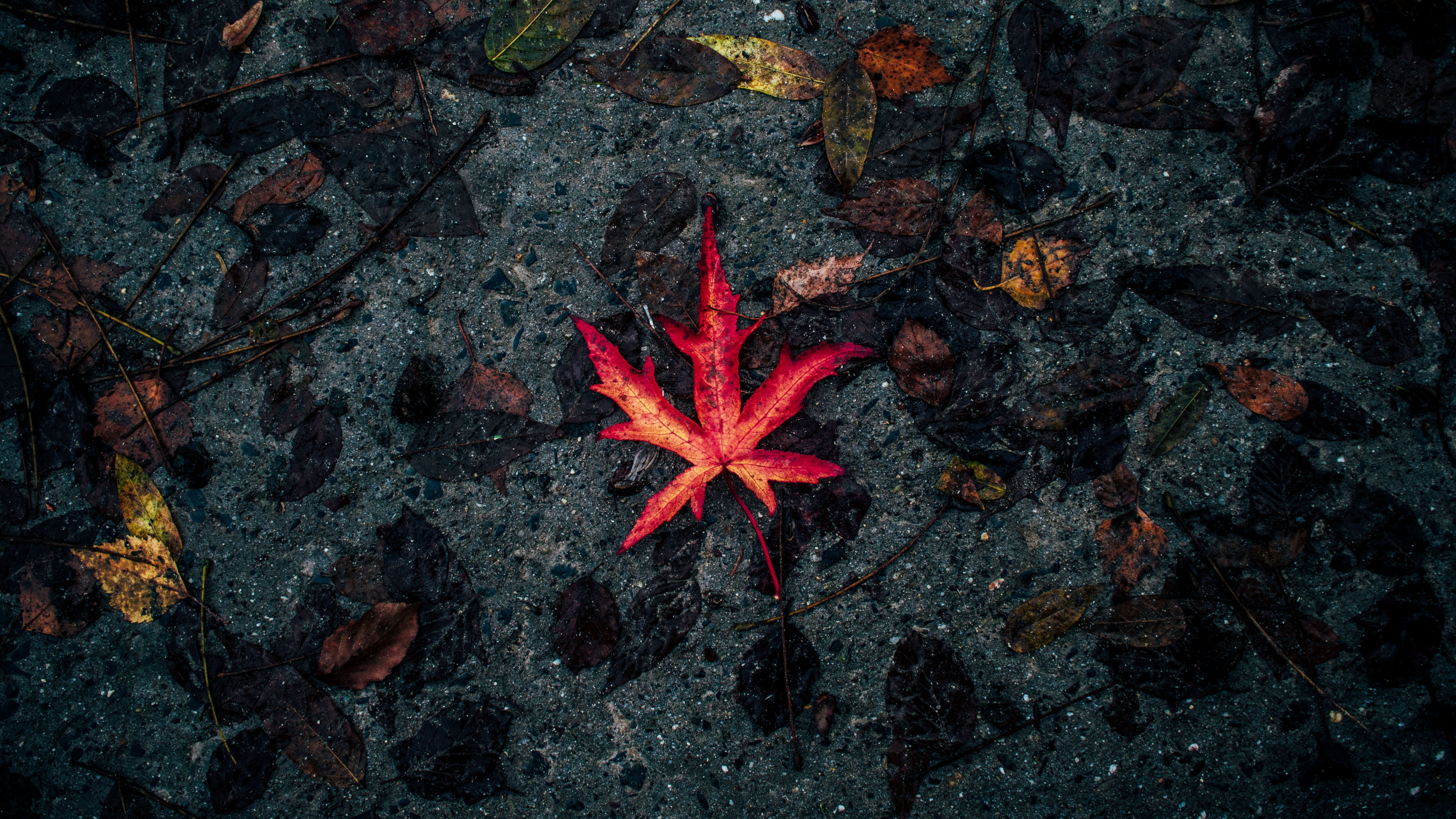 Autumn 3840x2160 HD Wallpapers - Wallpaper Cave