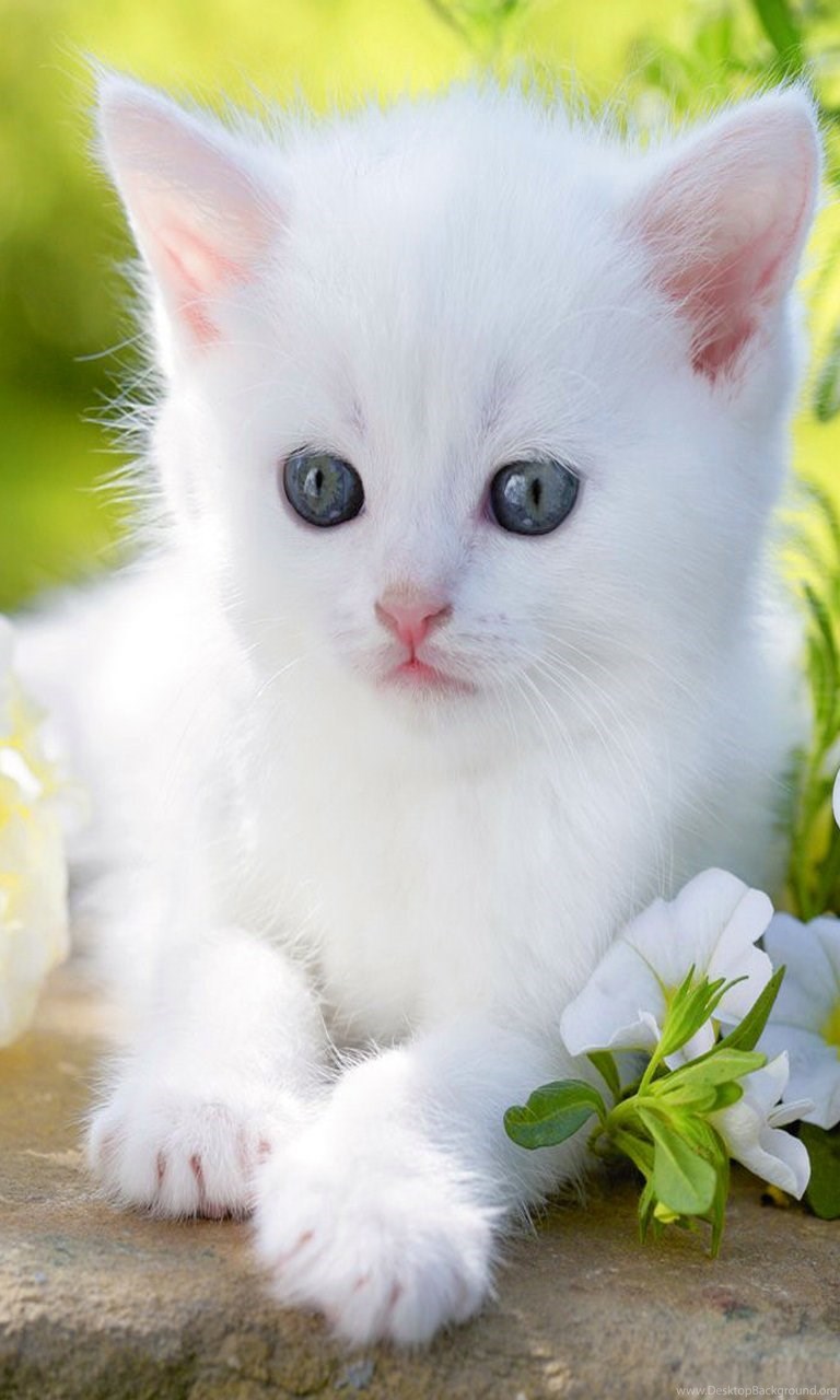 Pretty Cats Wallpapers - Wallpaper Cave