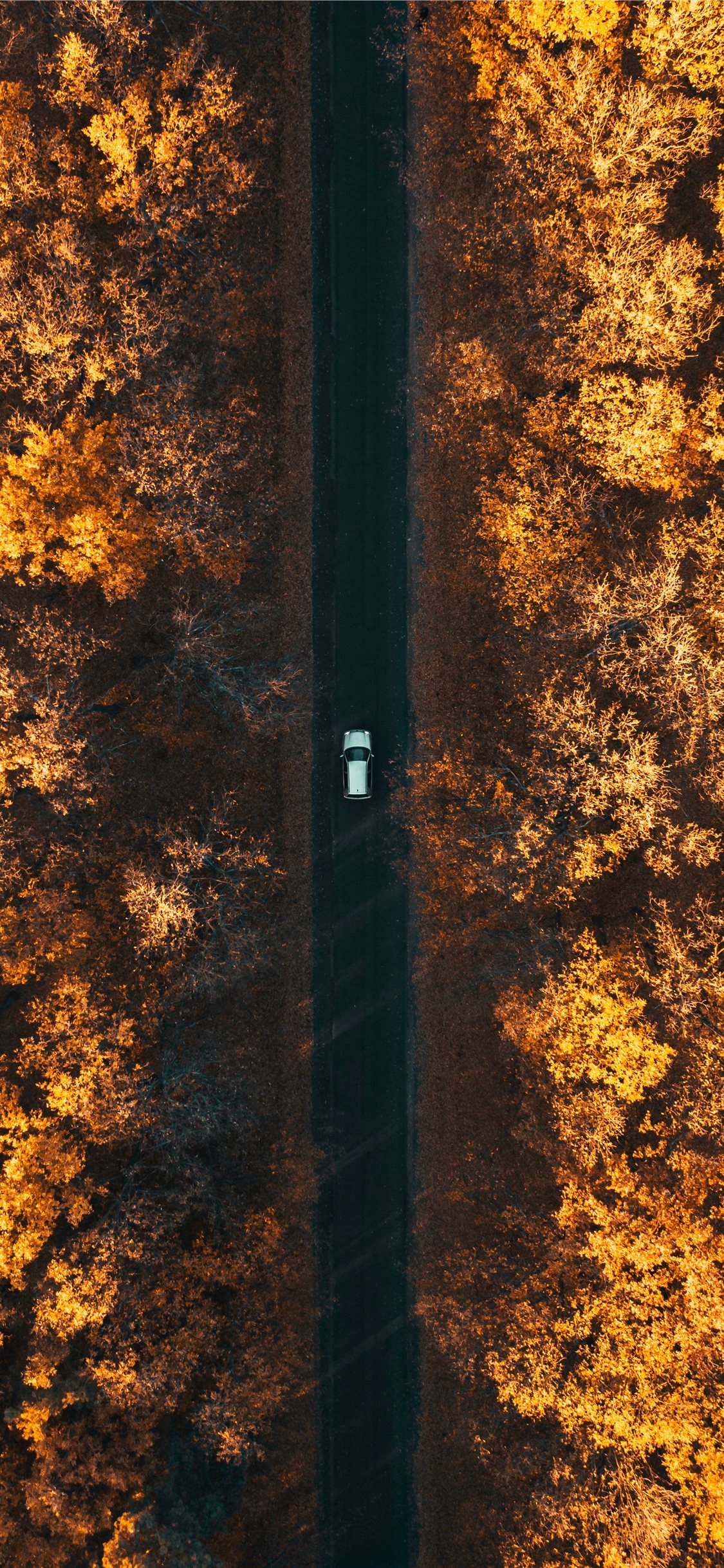 Car In Forest Wallpapers - Wallpaper Cave