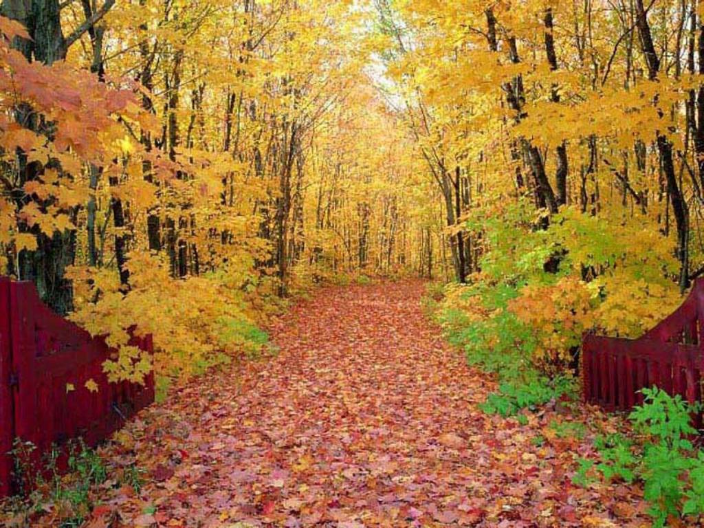 Autumn Path Wallpapers - Wallpaper Cave