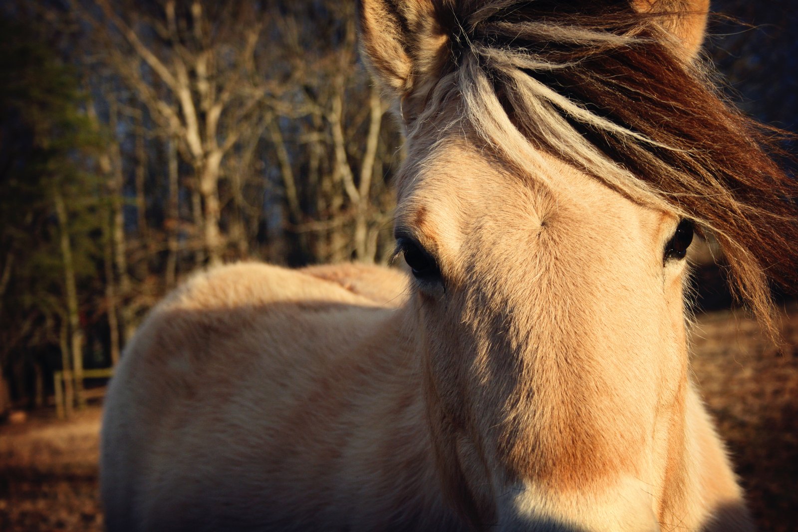 Fjord Horse Wallpapers - Wallpaper Cave