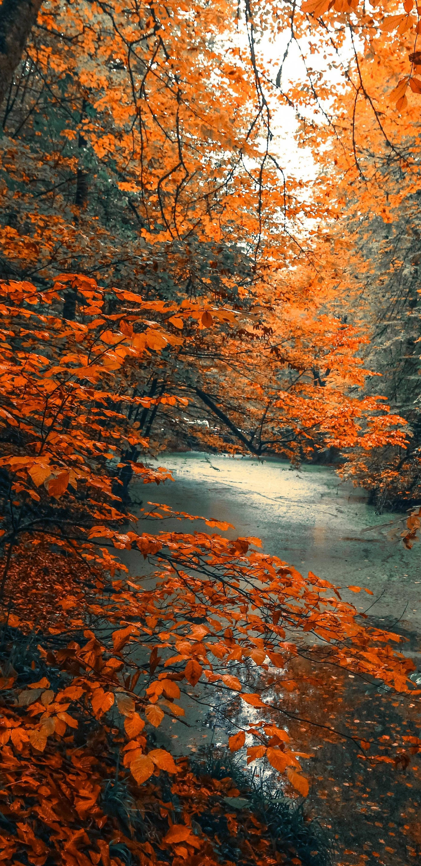 Samsung Autumn Wallpapers - Wallpaper Cave