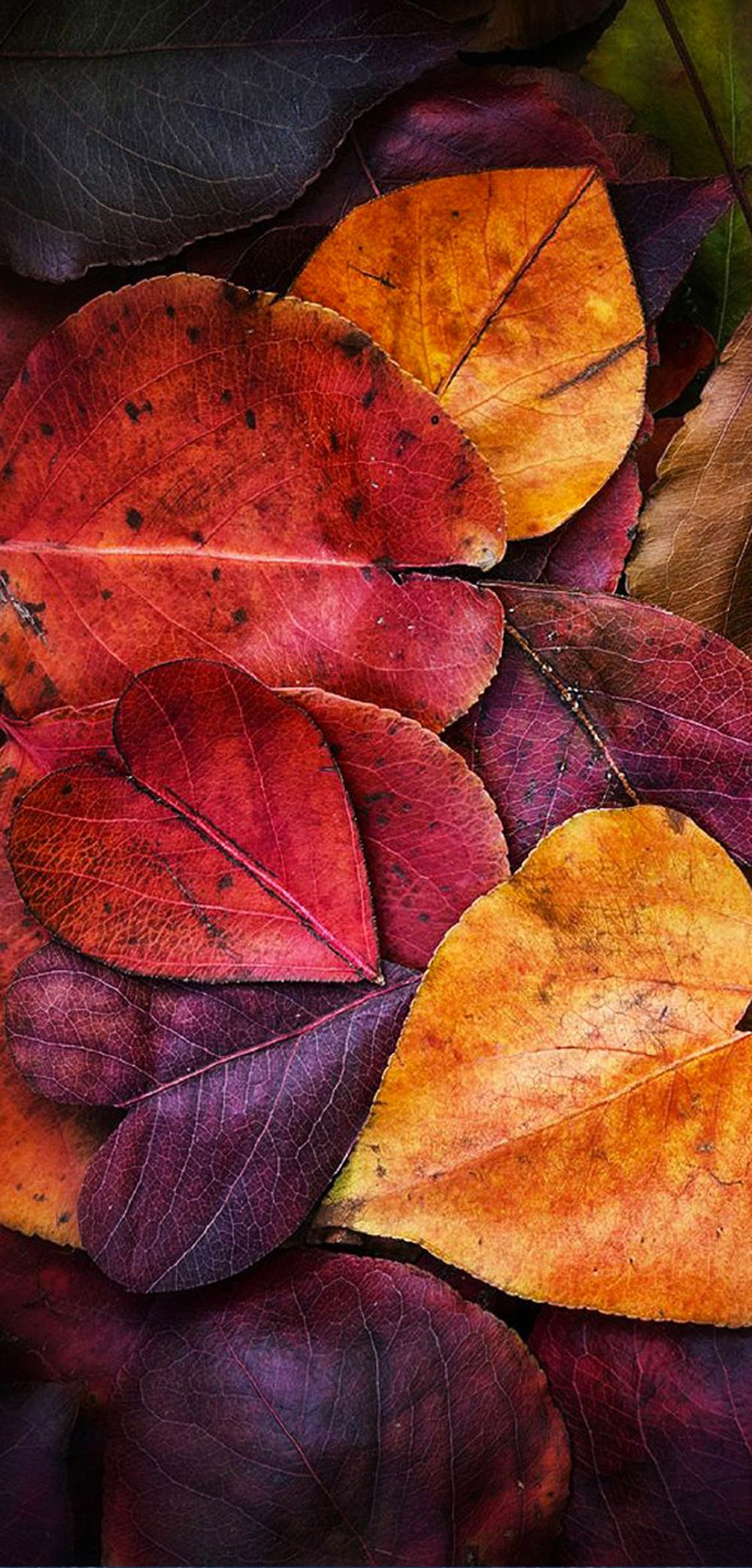 Autumn Leaves Mobile Wallpapers - Wallpaper Cave