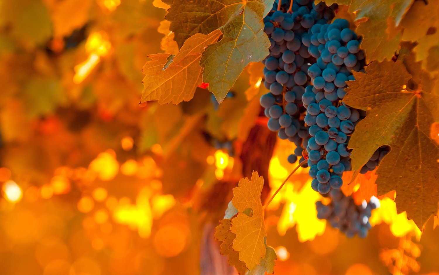 Autumn Wine Wallpapers Wallpaper Cave